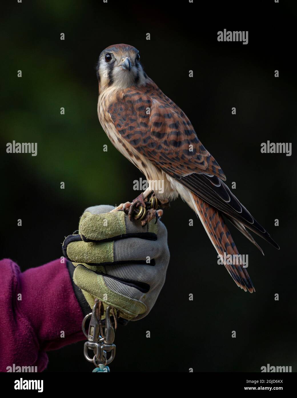 Female American Kestrel on hand, Sparrow hawk, Falco sparverius ...