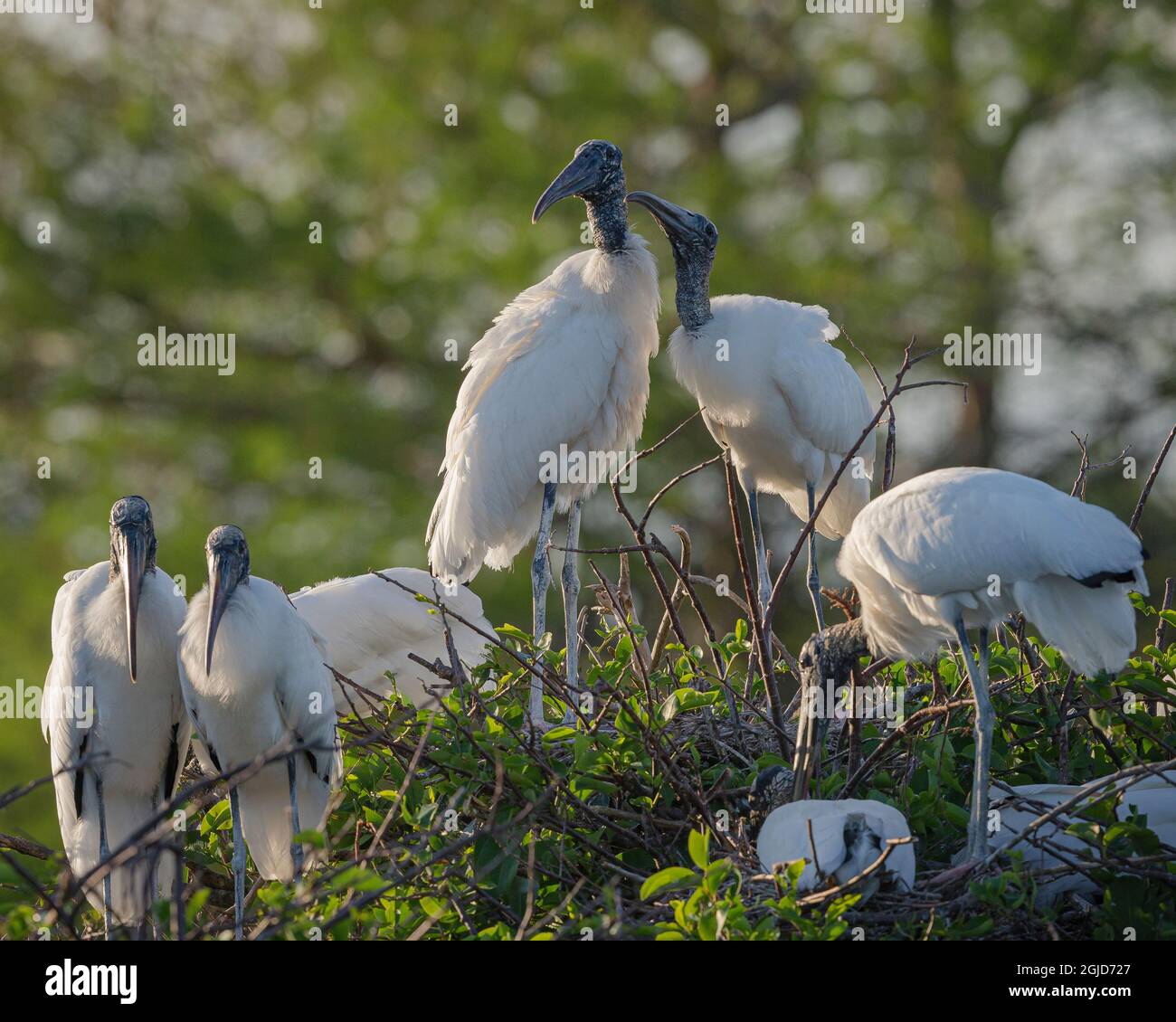 Wood storks showing courtship behavior, Mycteria americana ...