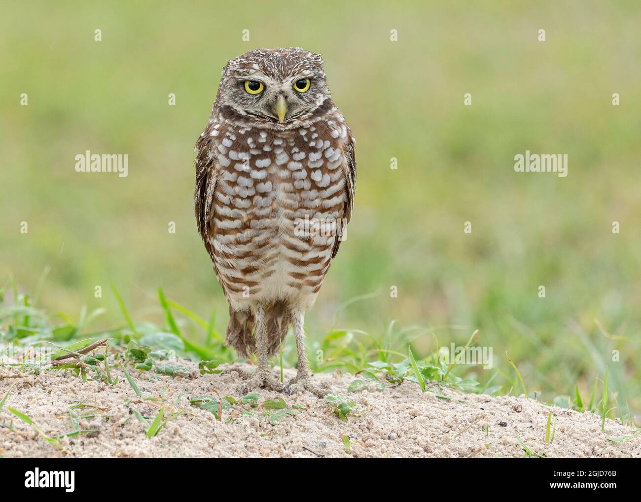 Rain pryor hi-res stock photography and images - Alamy