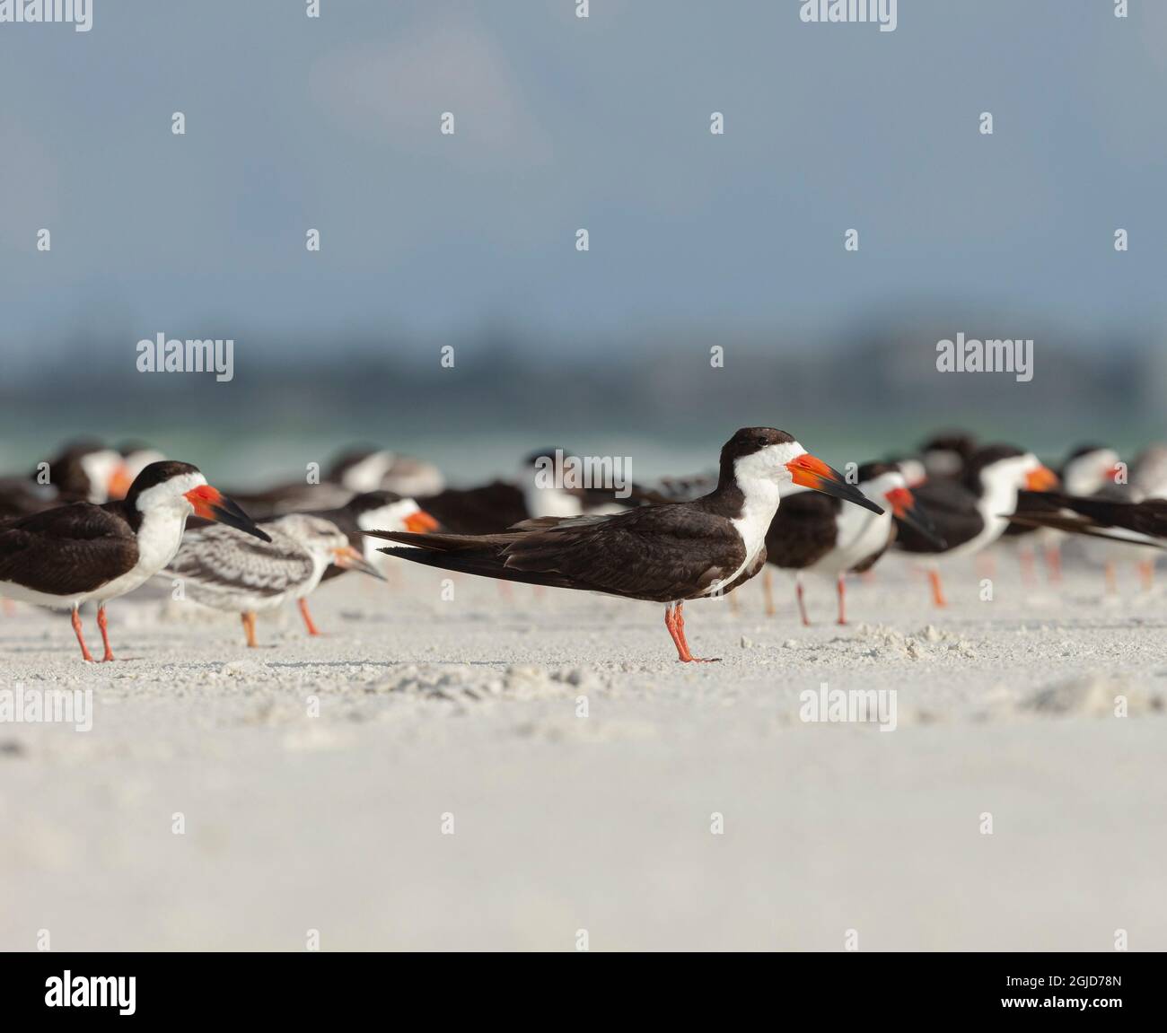 Black Skimmers on Lido Beach, Florida Stock Photo - Alamy