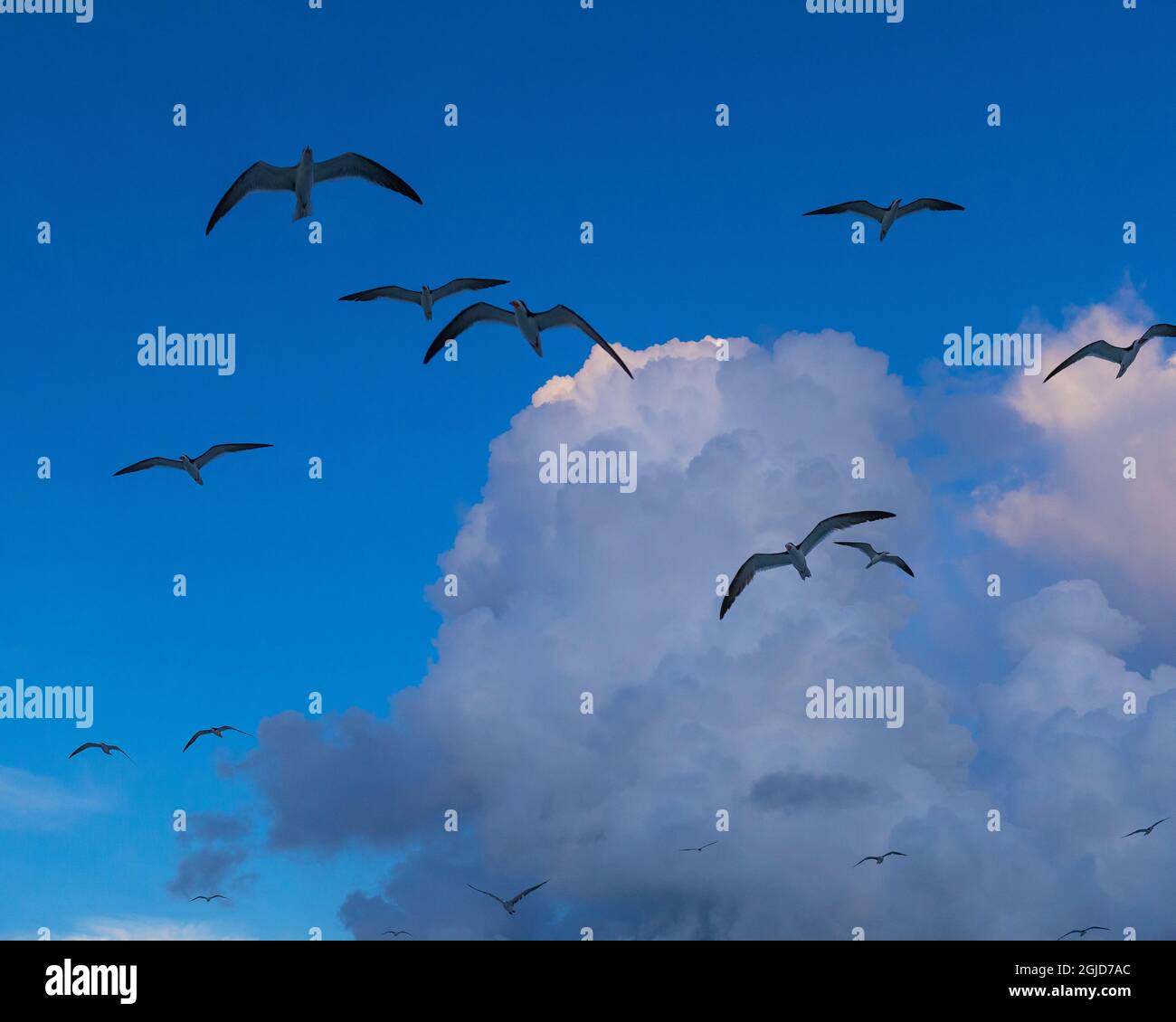 Black Skimmers flying before evening storm, Florida Stock Photo - Alamy