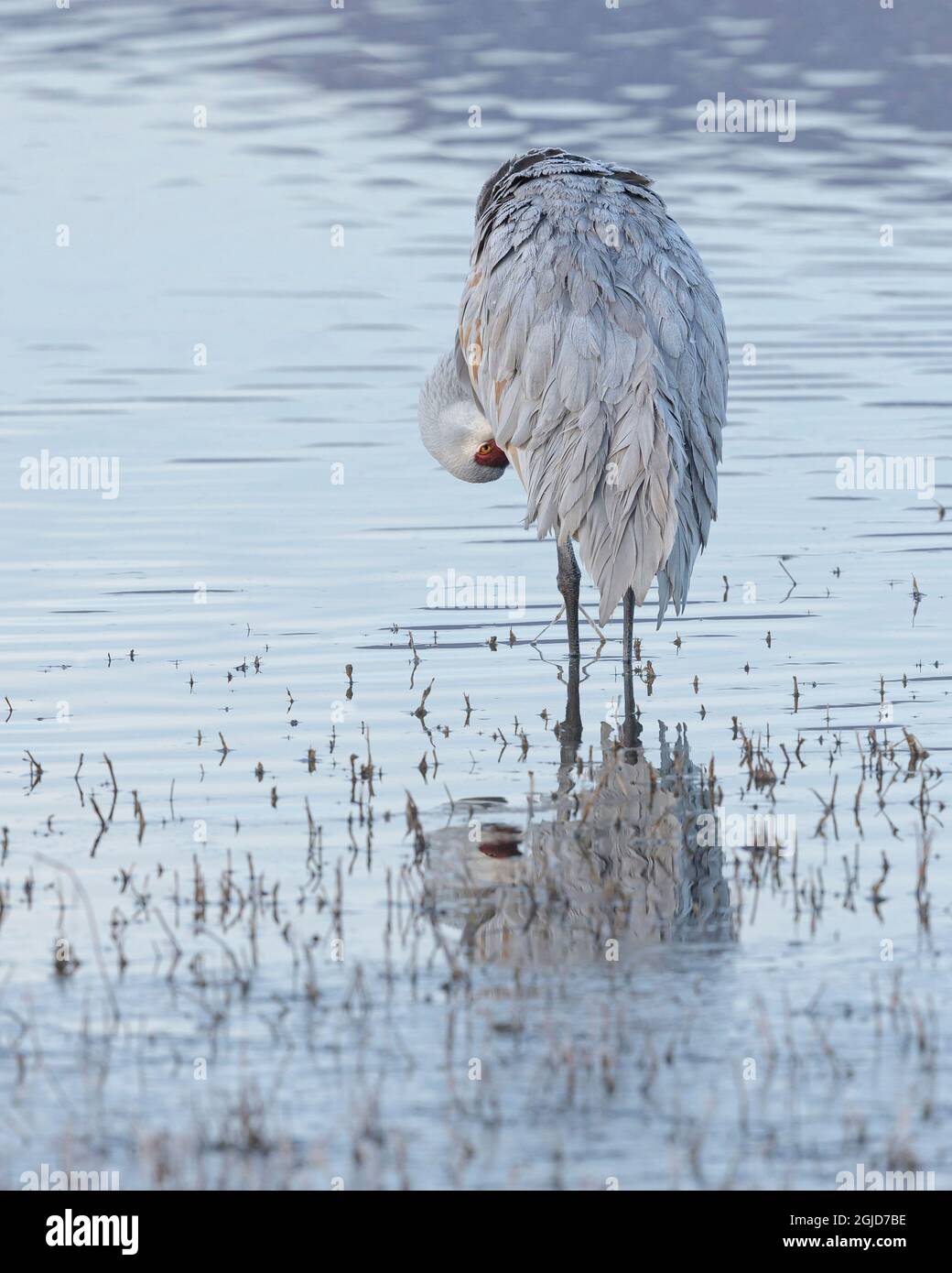 Sandhill crane preening, Bosque del Apache National Wildlife Refuge ...