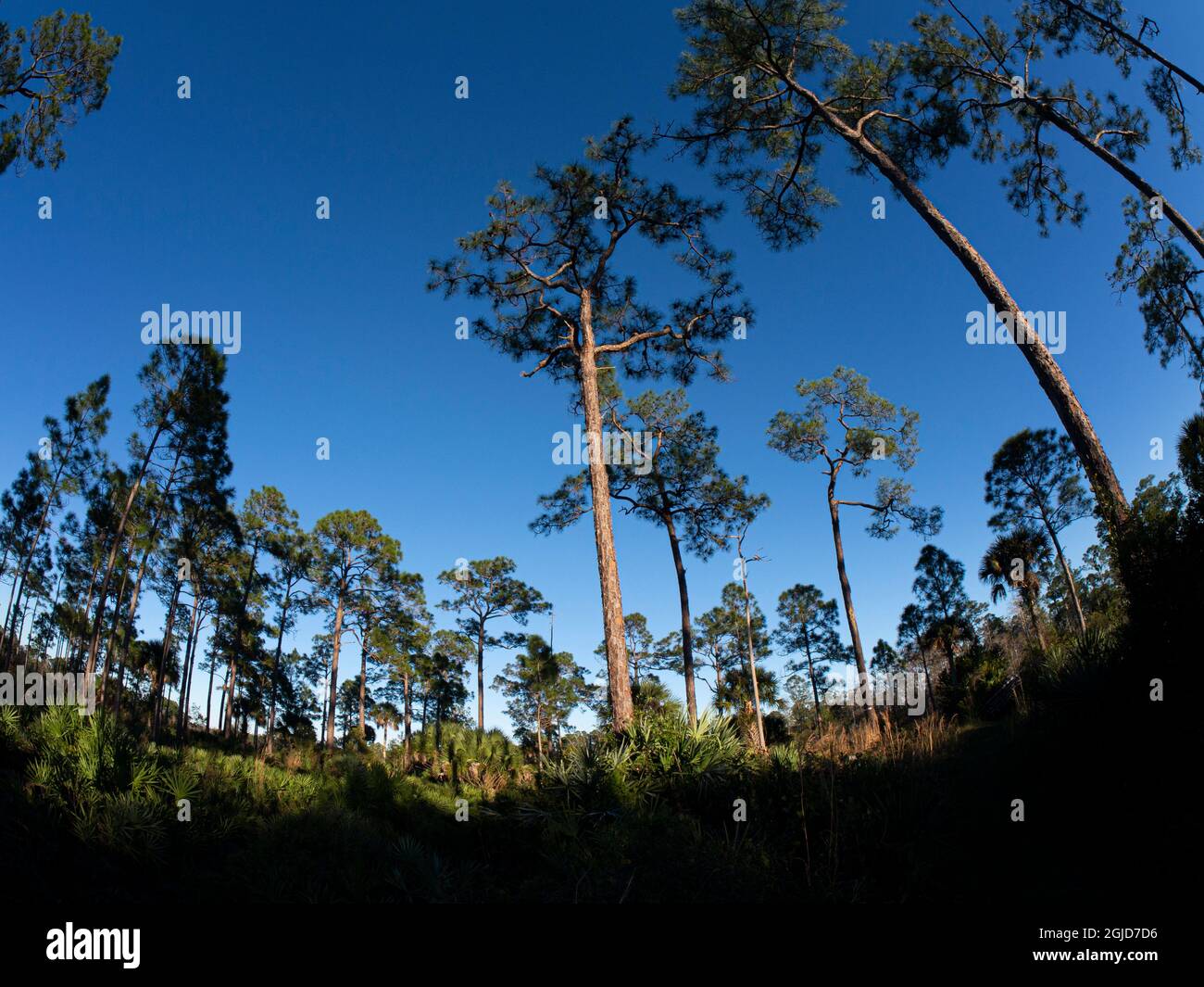 Pitch pine in the evening, J. W. Corbett Wildlife Area, Florida Stock ...