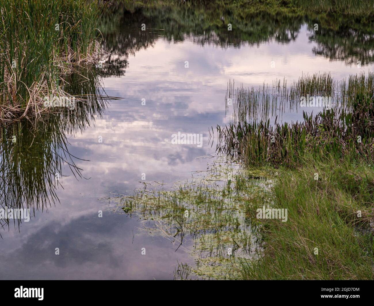 Marsh in southeast Florida with cloudy sky reflections Stock Photo - Alamy