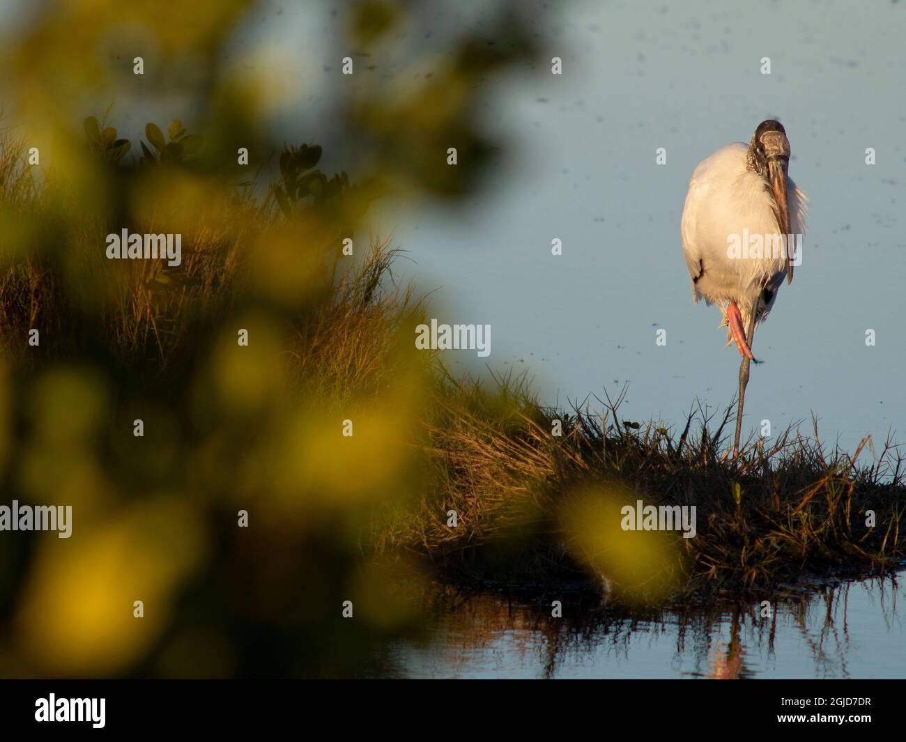 Wood stork, Merritt Island National Wildlife Refuge, Black Point ...