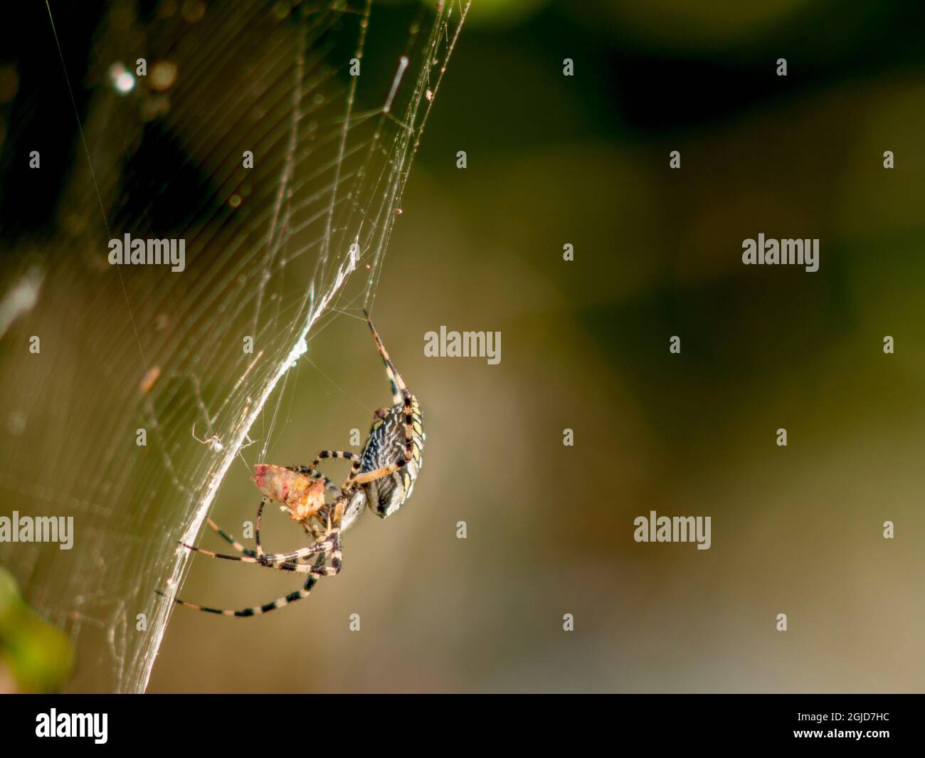 Black-and-yellow garden orbweaver spider with meal of shield bug ...