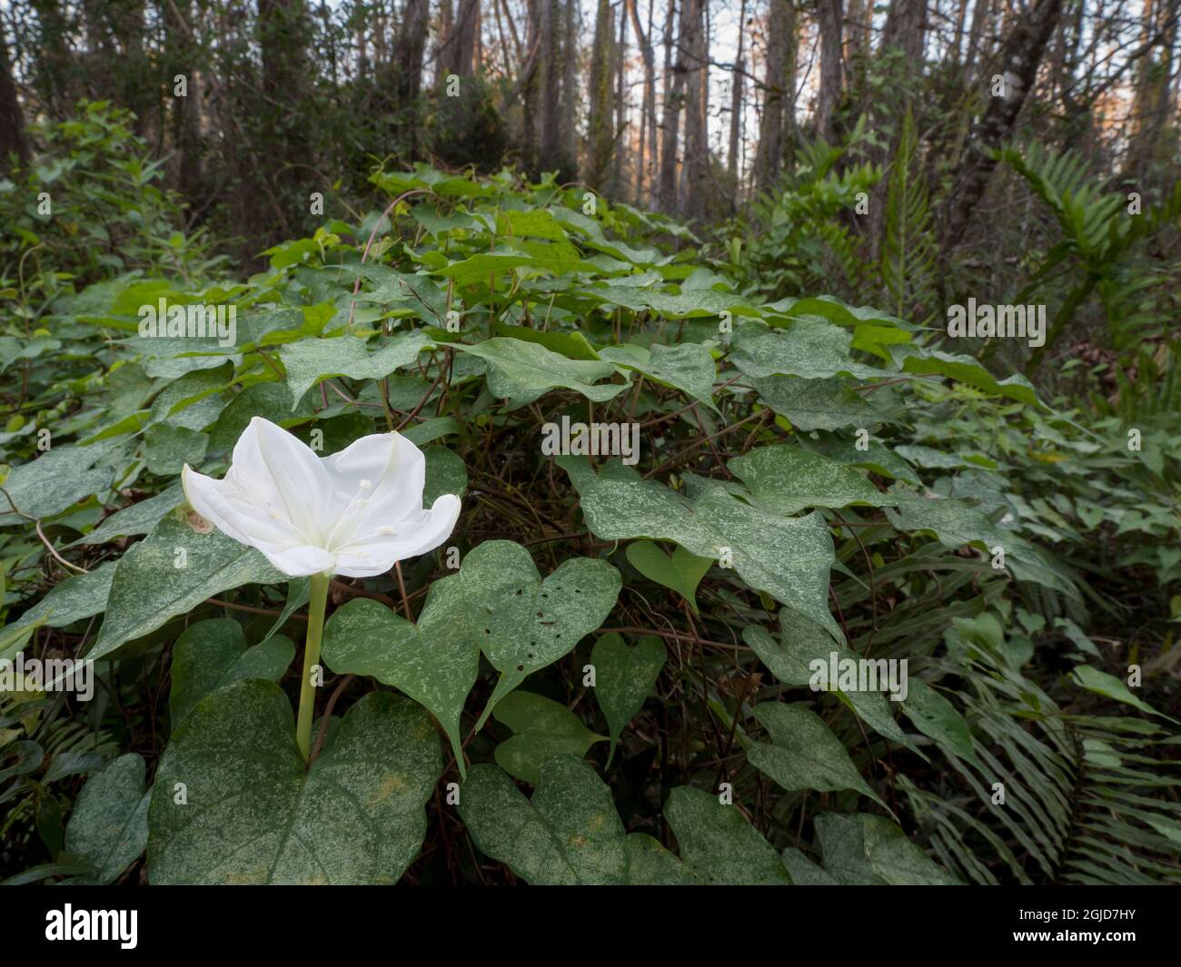 Moonflower, J. W. Corbett Wildlife Area, Florida Stock Photo - Alamy