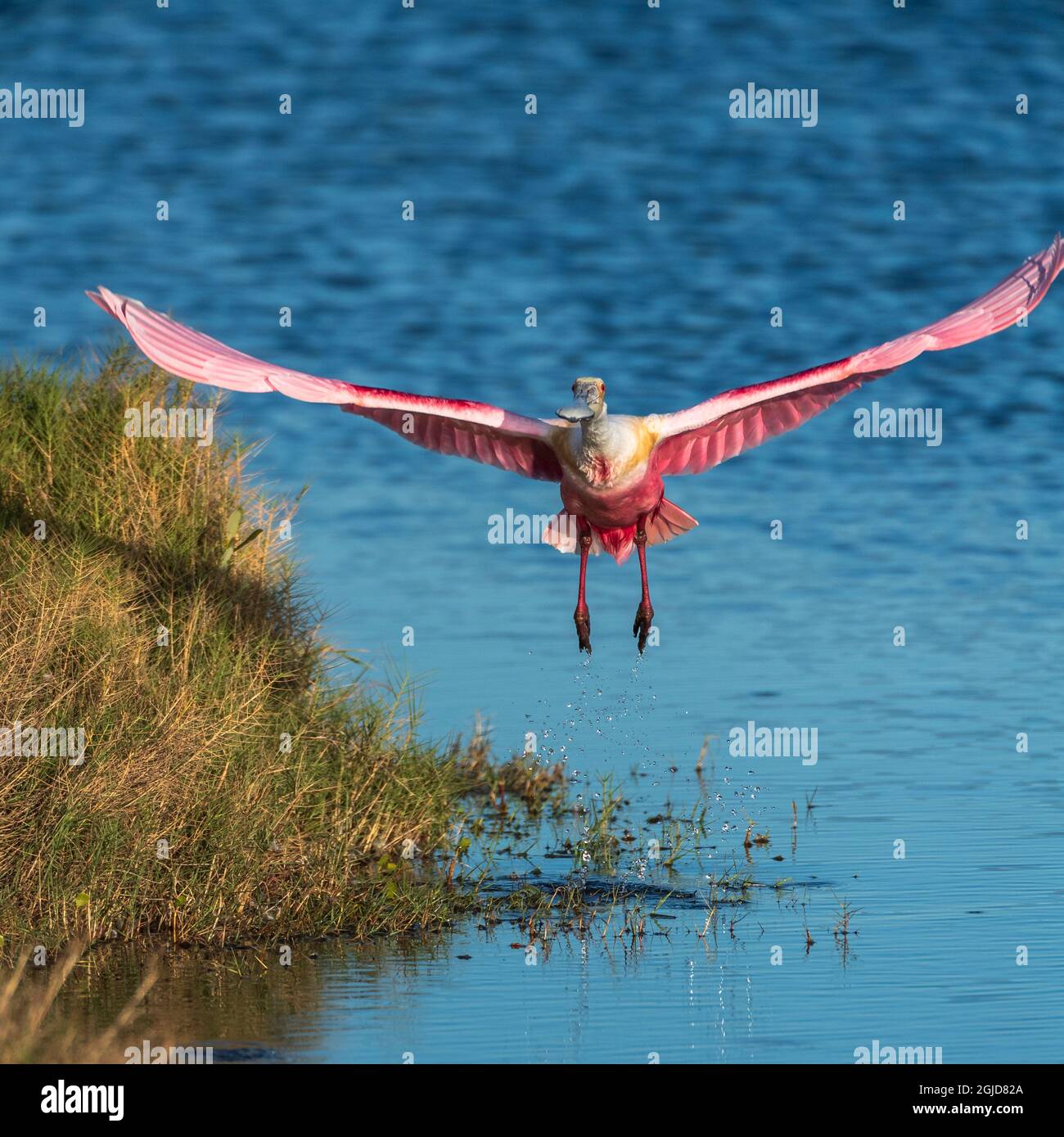 Flying straight hi-res stock photography and images - Alamy