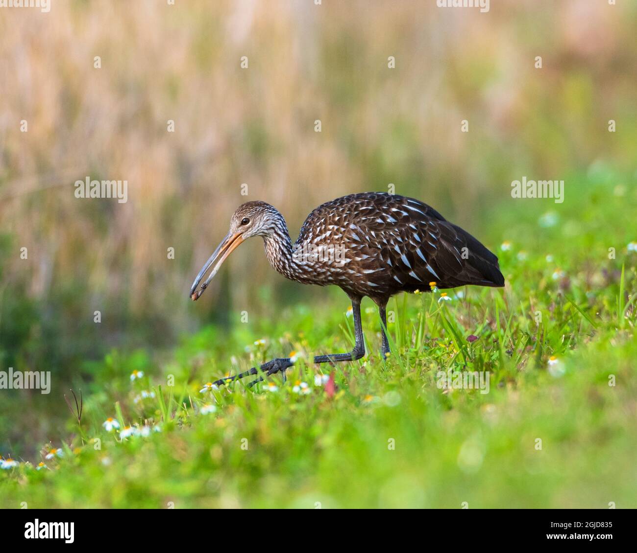 A Limpkin with small snail in beak taking a step Stock Photo - Alamy