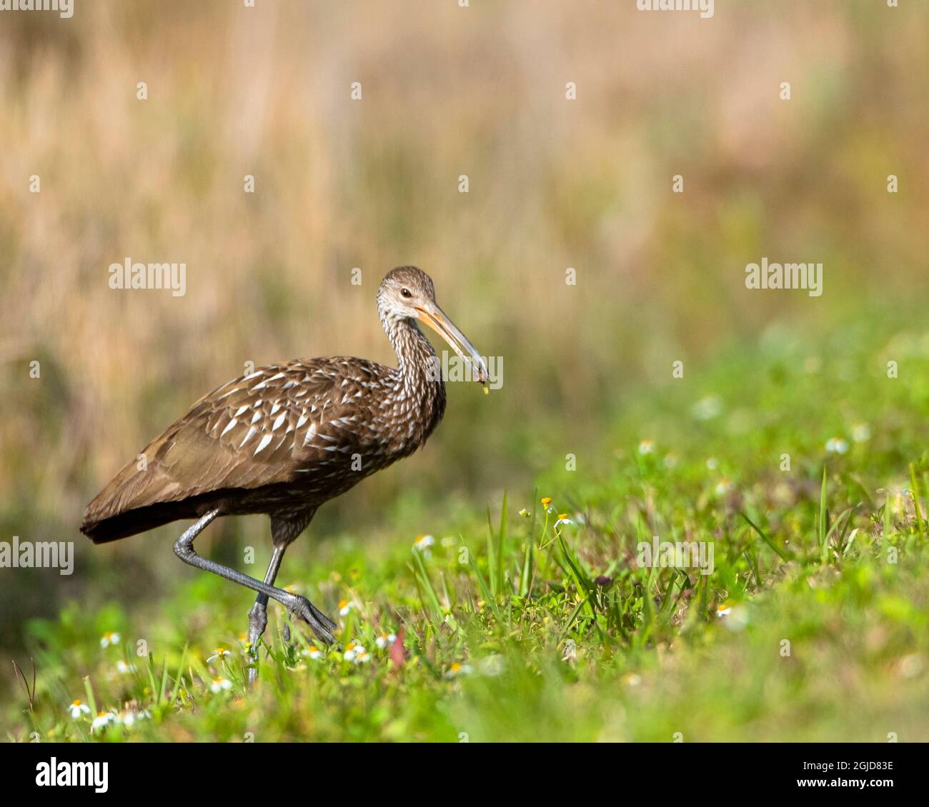 Snail in beak hi-res stock photography and images - Alamy