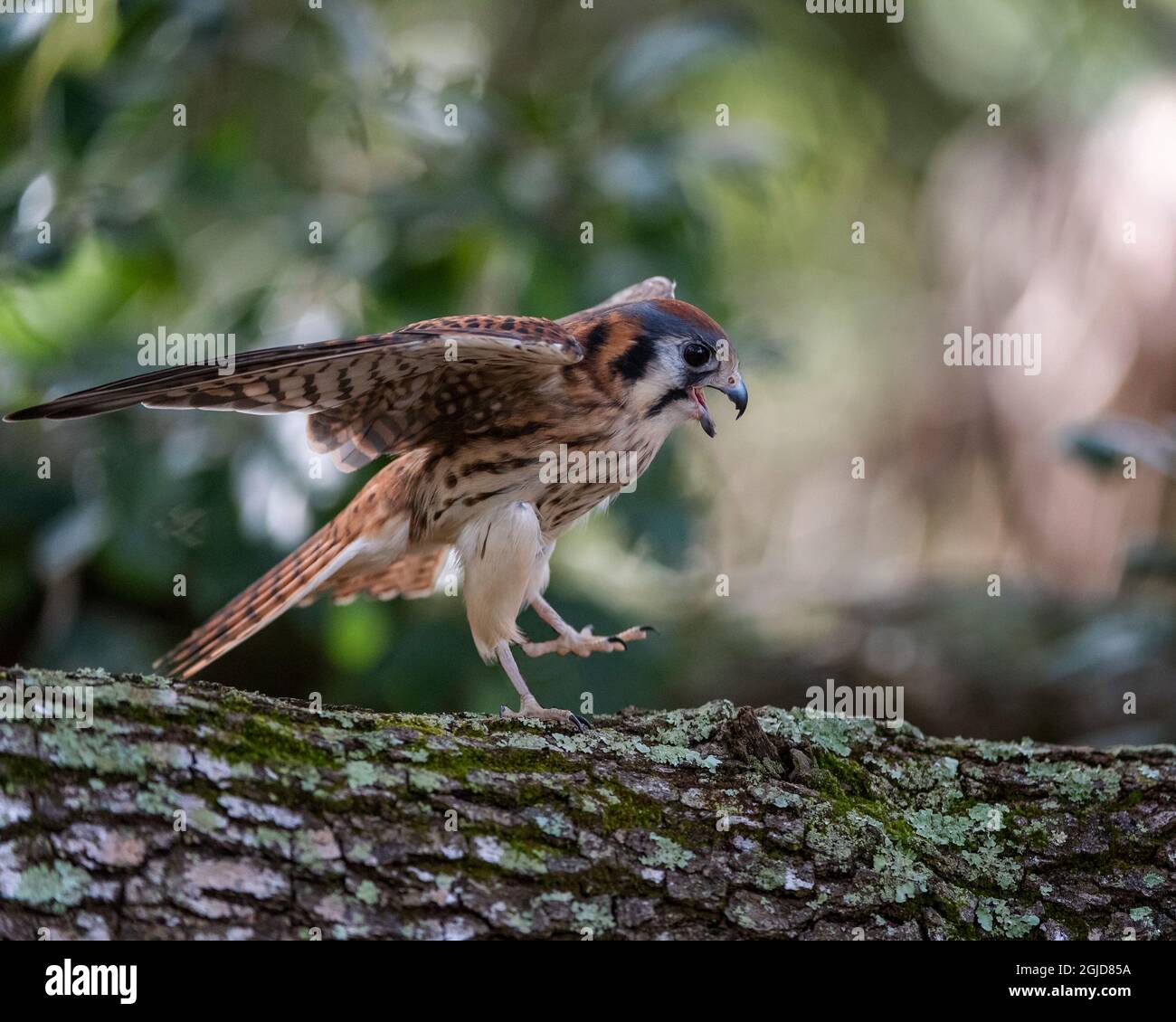 Flapping and squawking hi-res stock photography and images - Alamy