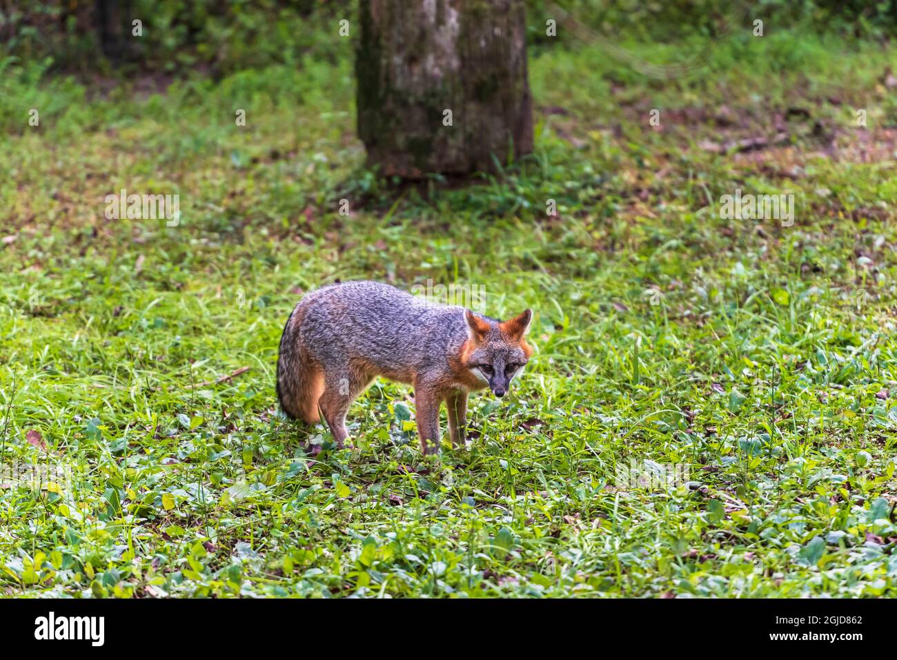 Gray fox standing in grassy field, looking camera view Stock Photo - Alamy