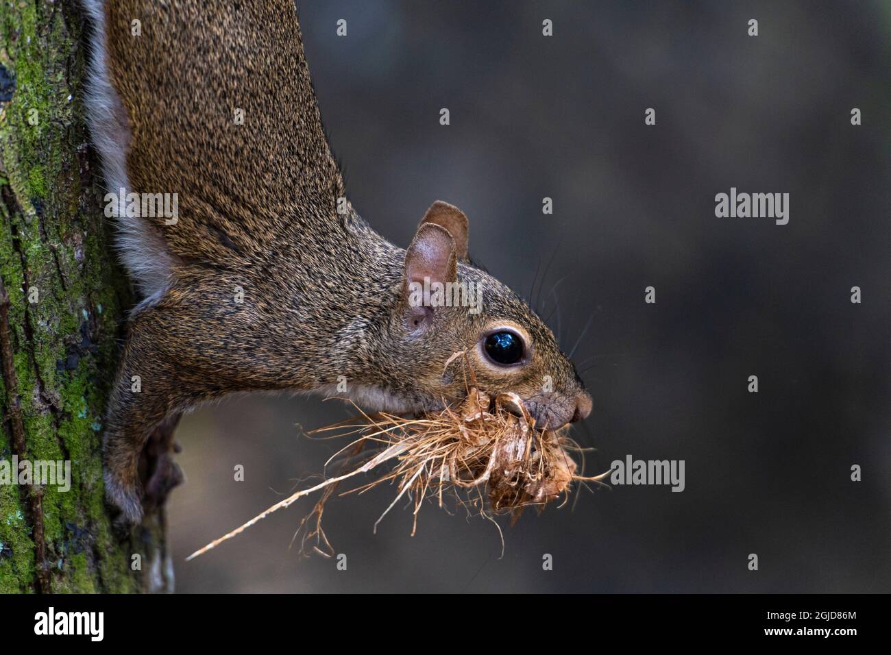 Gray squirrel, climbing down a tree carrying nesting material in his ...