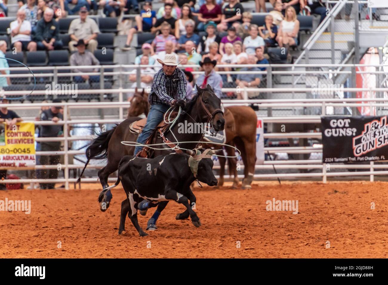 Rodeo cowboy roping a calf, with lasso almost over horns. (Editorial ...