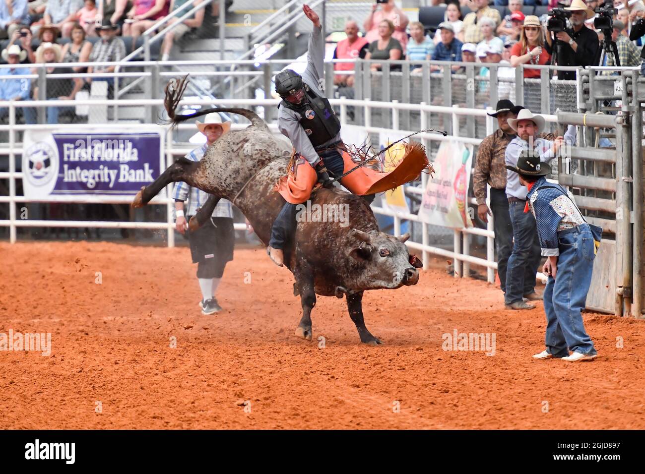 Bucking bull rider staying on with safety protectors on stand by ...