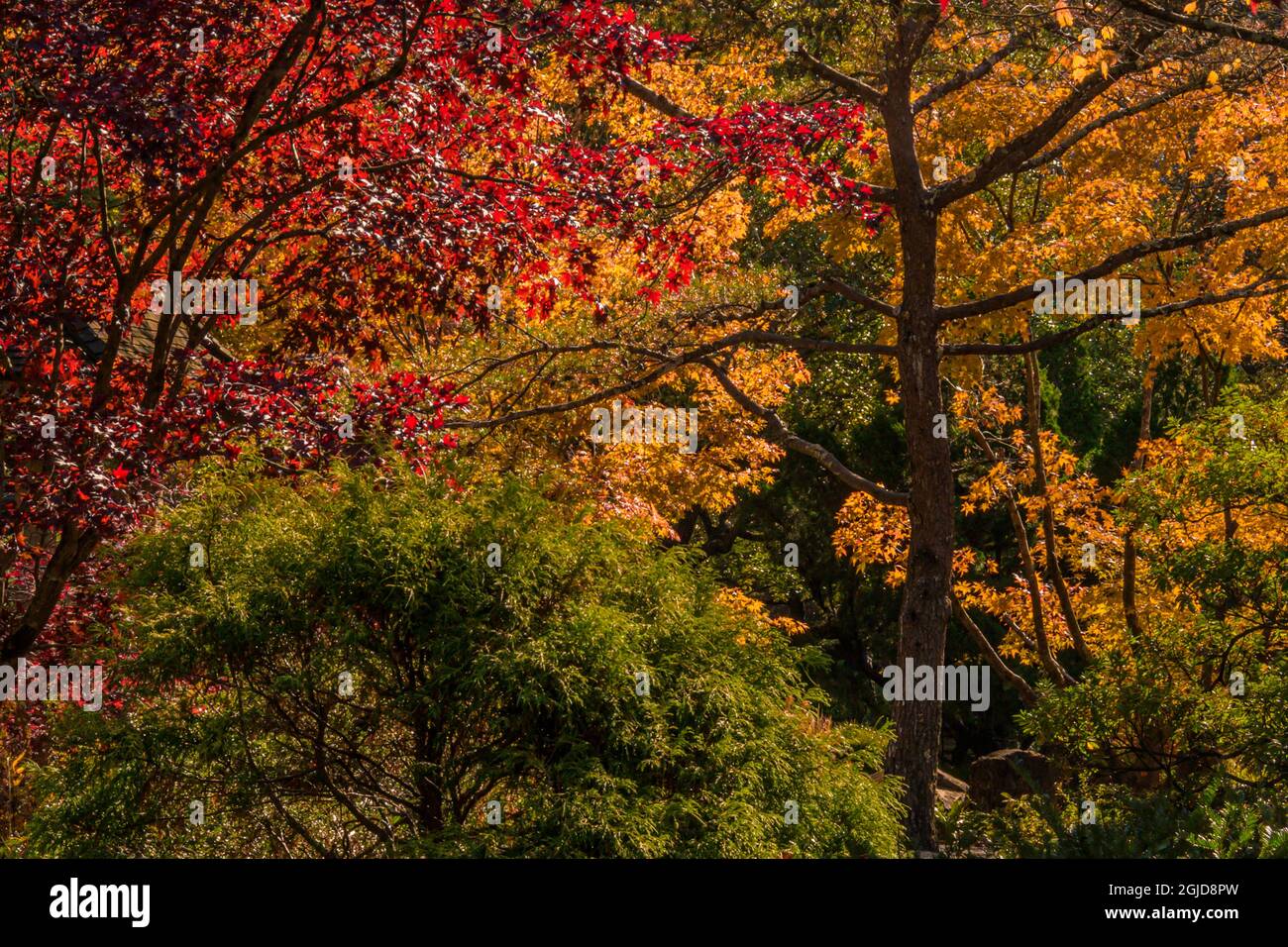 Jasper trees hi-res stock photography and images - Alamy
