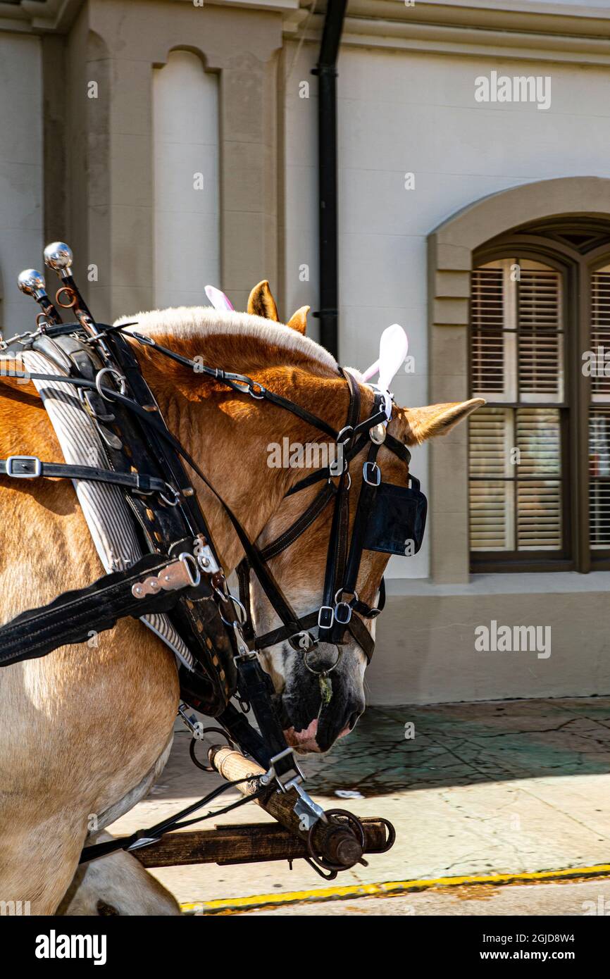 Seashell carriage hi-res stock photography and images - Alamy