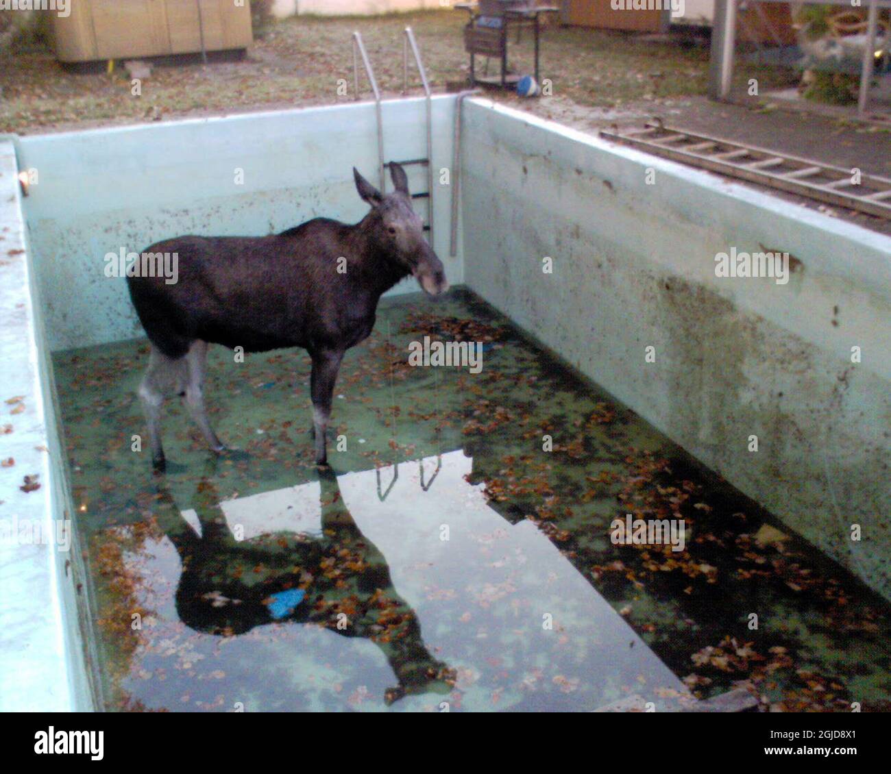 A disoriented moose stumbled into a private swimming pool in a garden ...