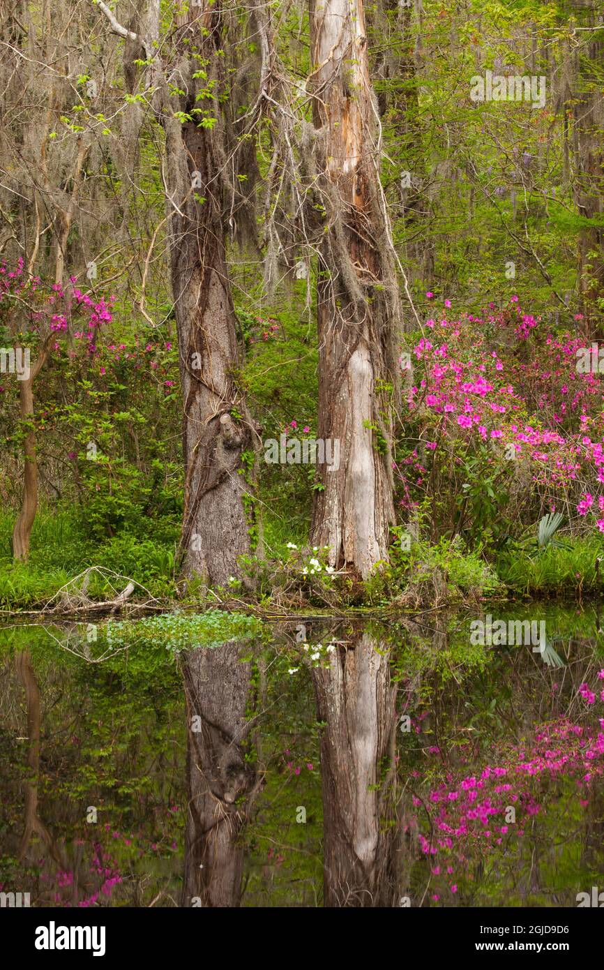 USA, South Carolina, Charleston. Azaleas blooming along pond's edge at ...