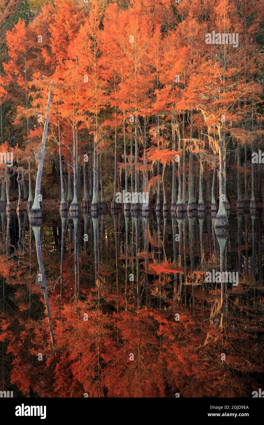 George smith state park cypress trees hi-res stock photography and ...