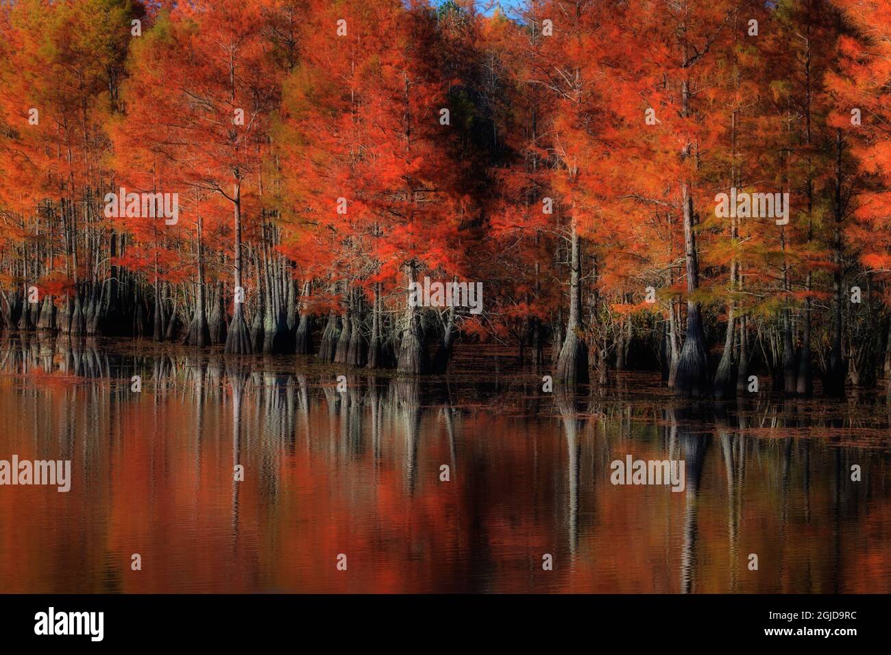 USA, Georgia, Cypress trees with reflections in pond Stock Photo - Alamy