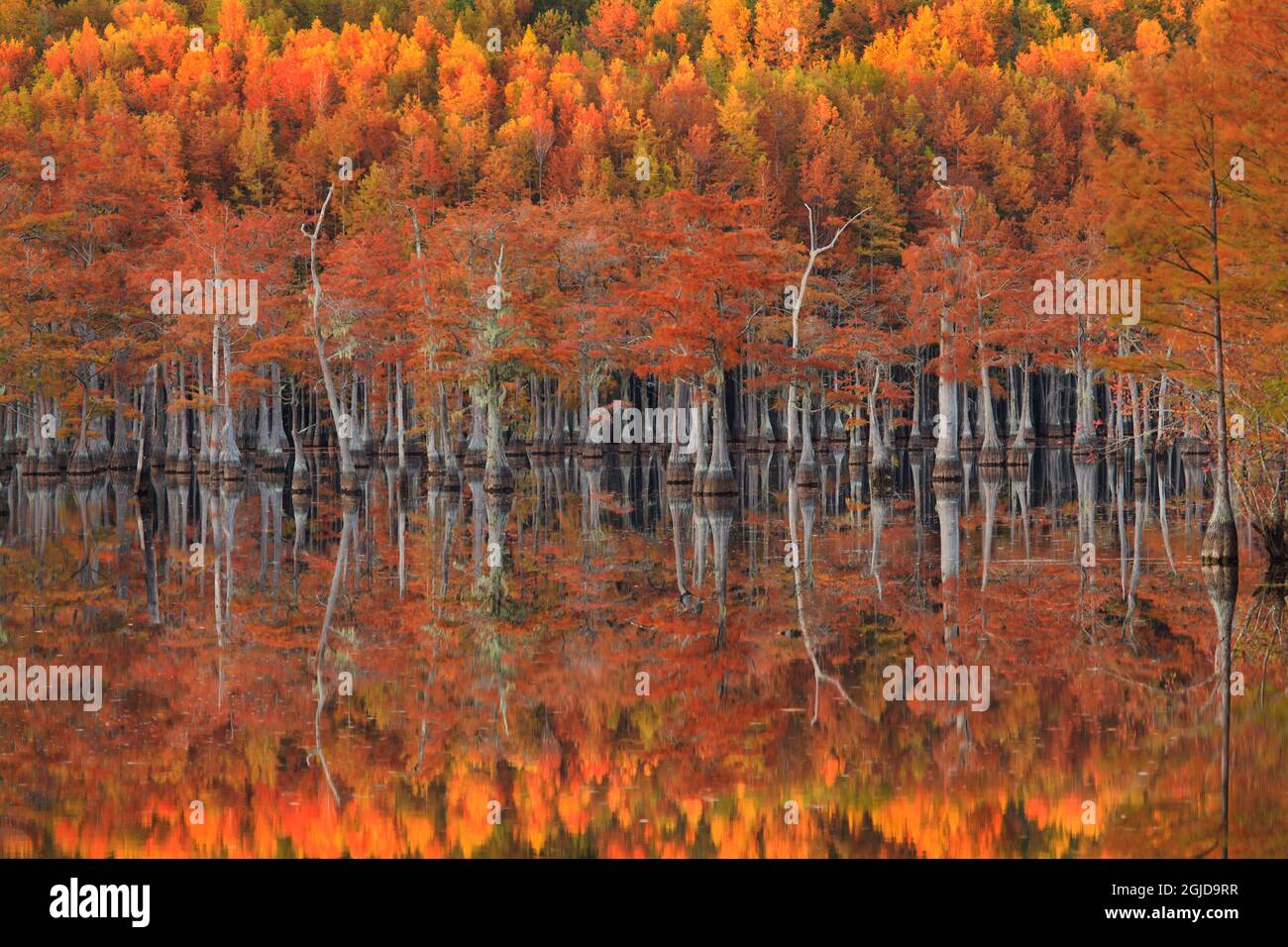 USA, Georgia, Cypress trees with reflections in evening light Stock ...