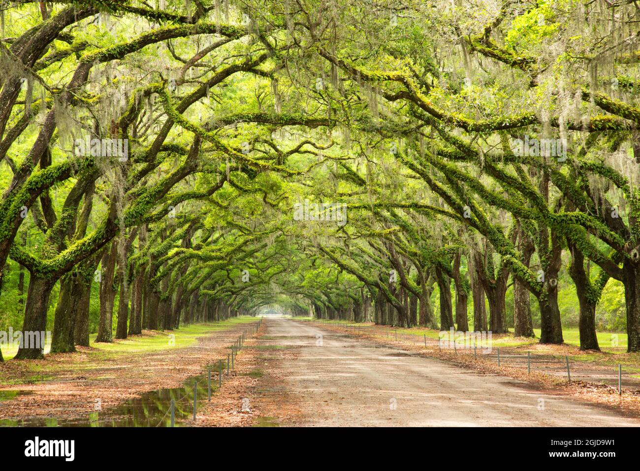 Mile oak hi-res stock photography and images - Alamy