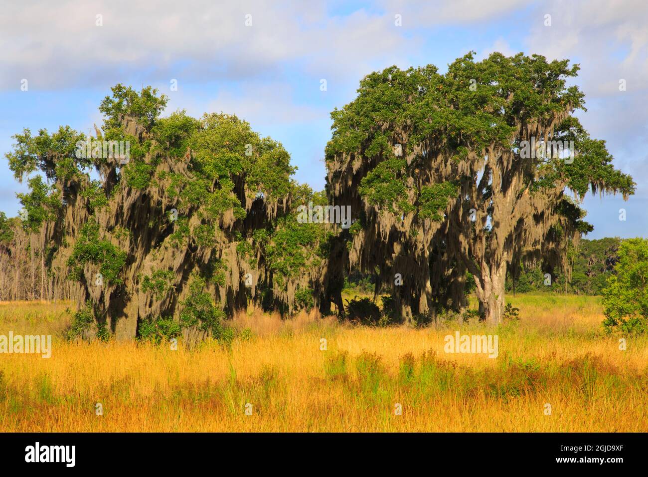 USA, Georgia, Savannah. Oak trees with Spanish moss in marsh grass ...