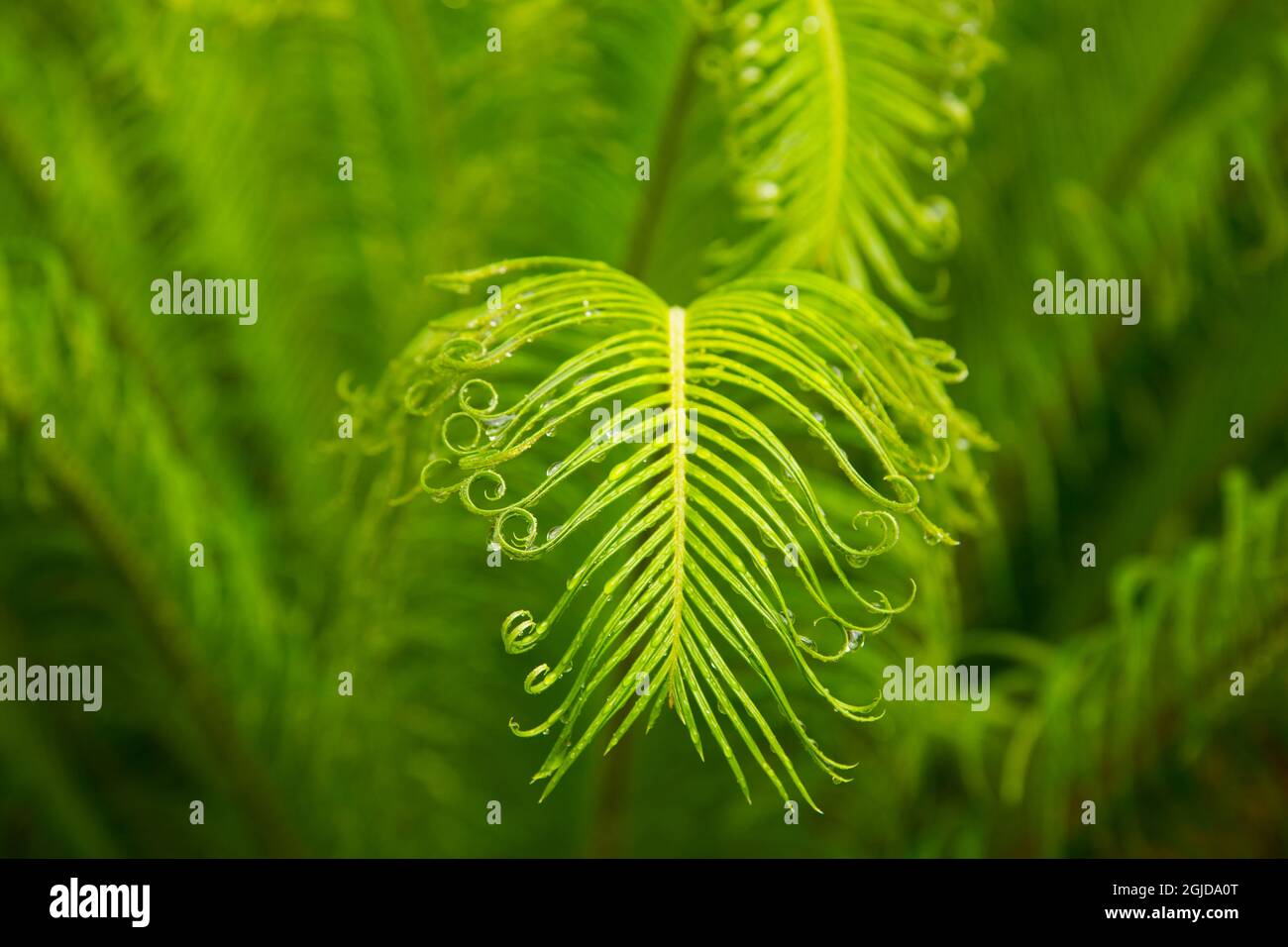 USA, Georgia, Savannah. Spring sago palm with feathery foliage Stock Photo - Alamy