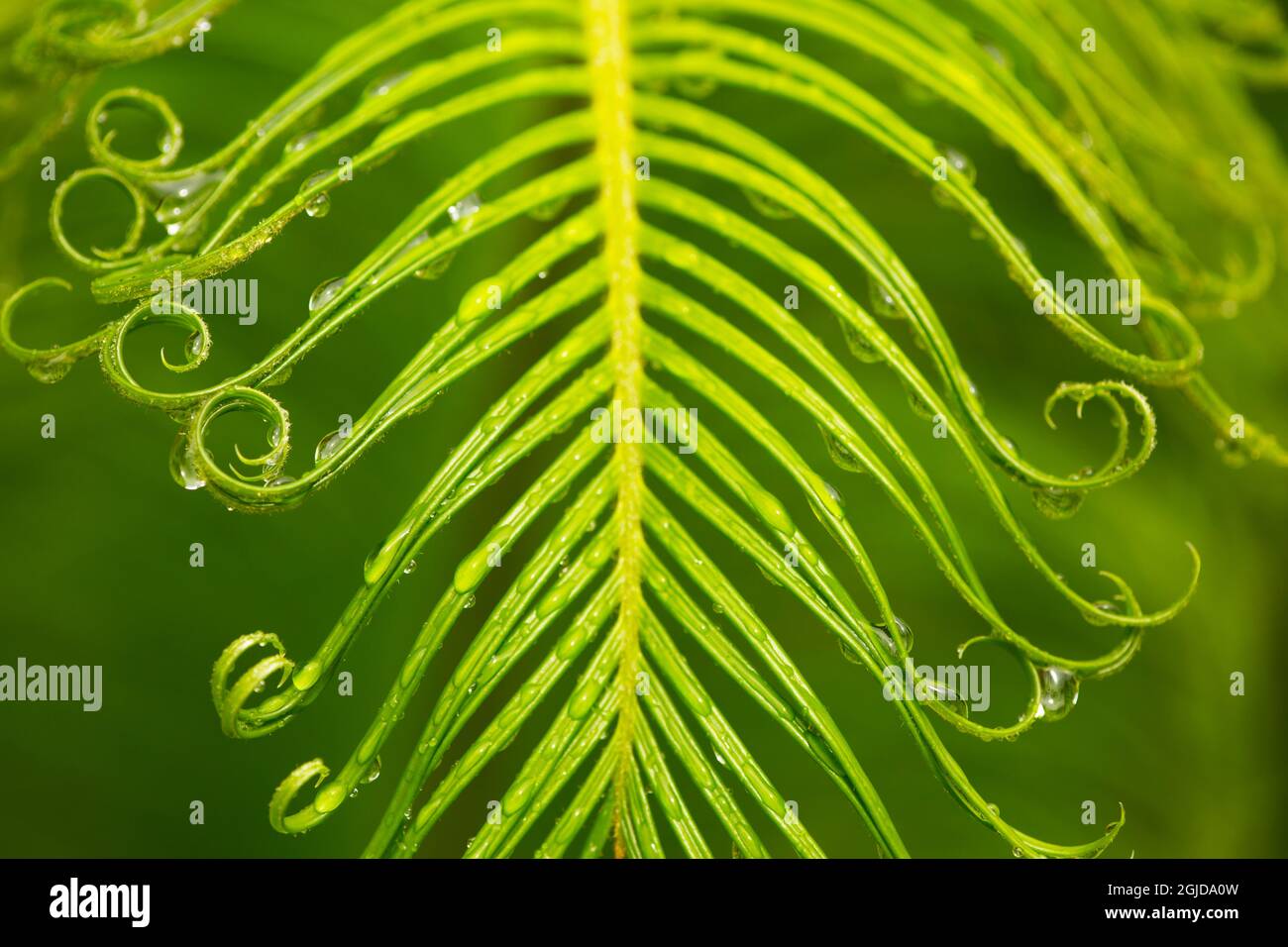 USA, Georgia, Savannah. Spring sago palm with feathery foliage Stock Photo - Alamy