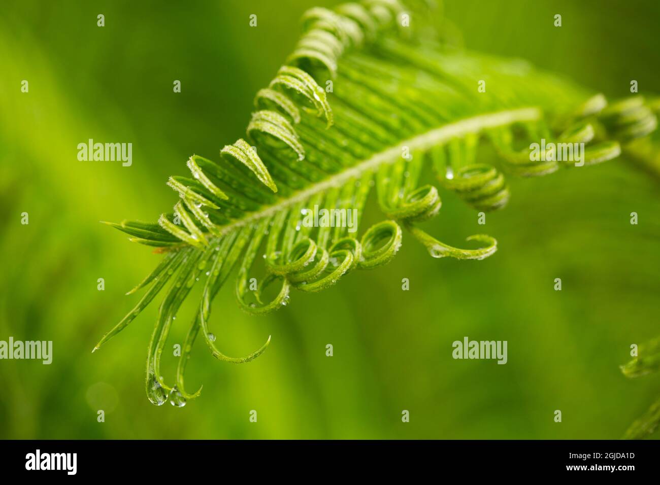 USA, Georgia, Savannah. Spring sago palm with curly foliage Stock Photo ...