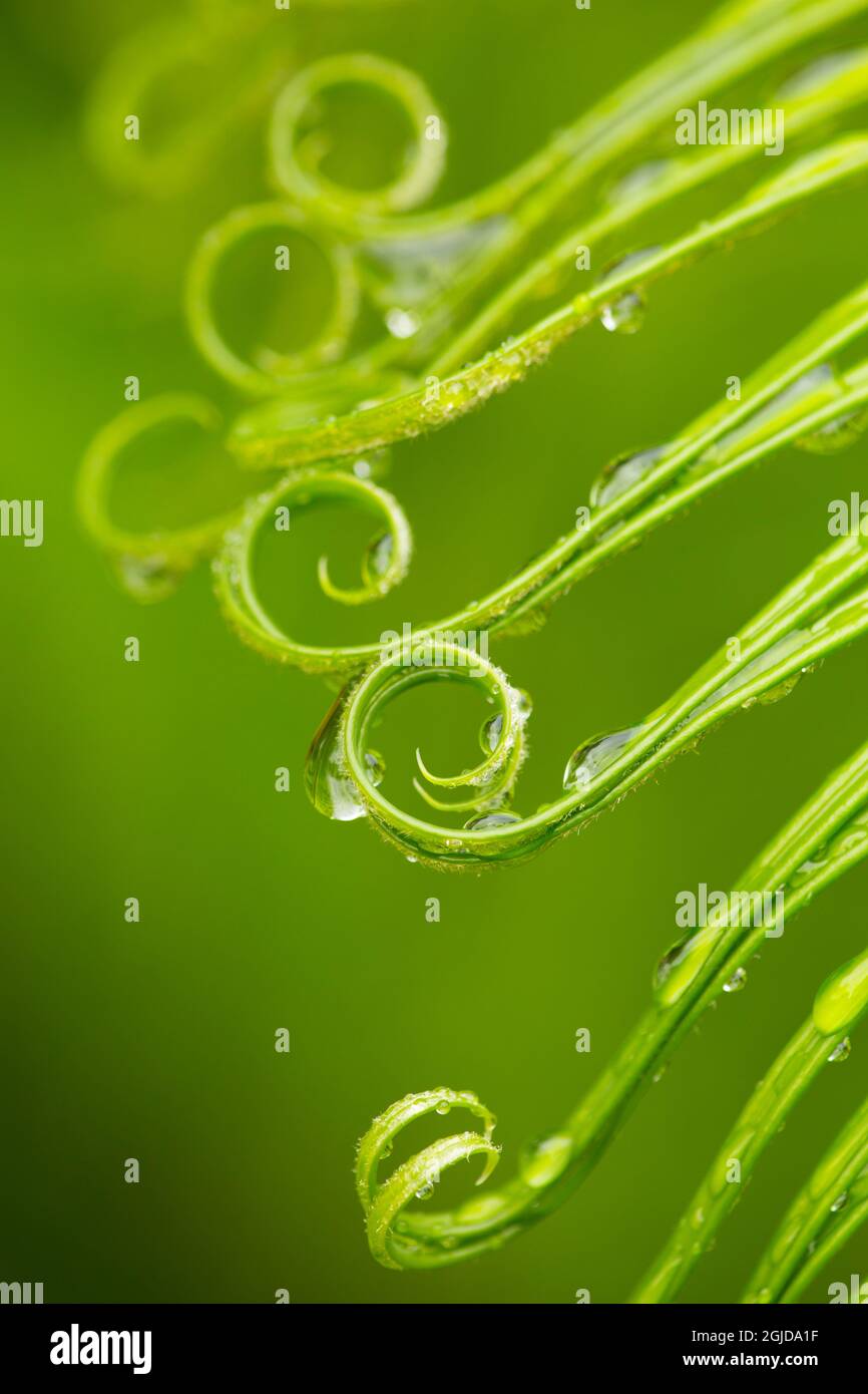 USA, Georgia, Savannah. Spring sago palm with curly foliage Stock Photo ...