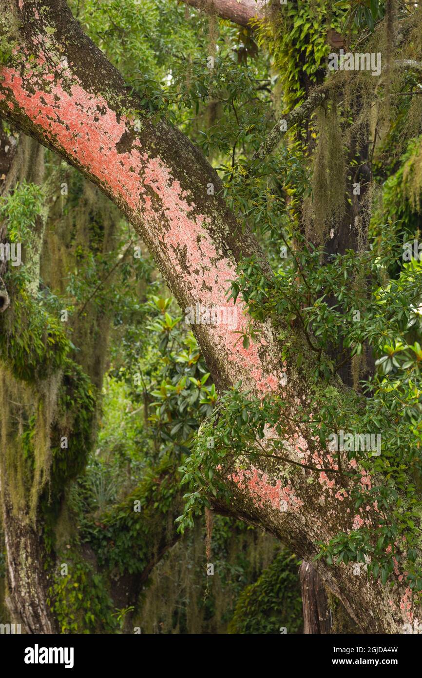 USA, Georgia, Savannah. Red lichen on tree at Bonaventure Cemetery ...