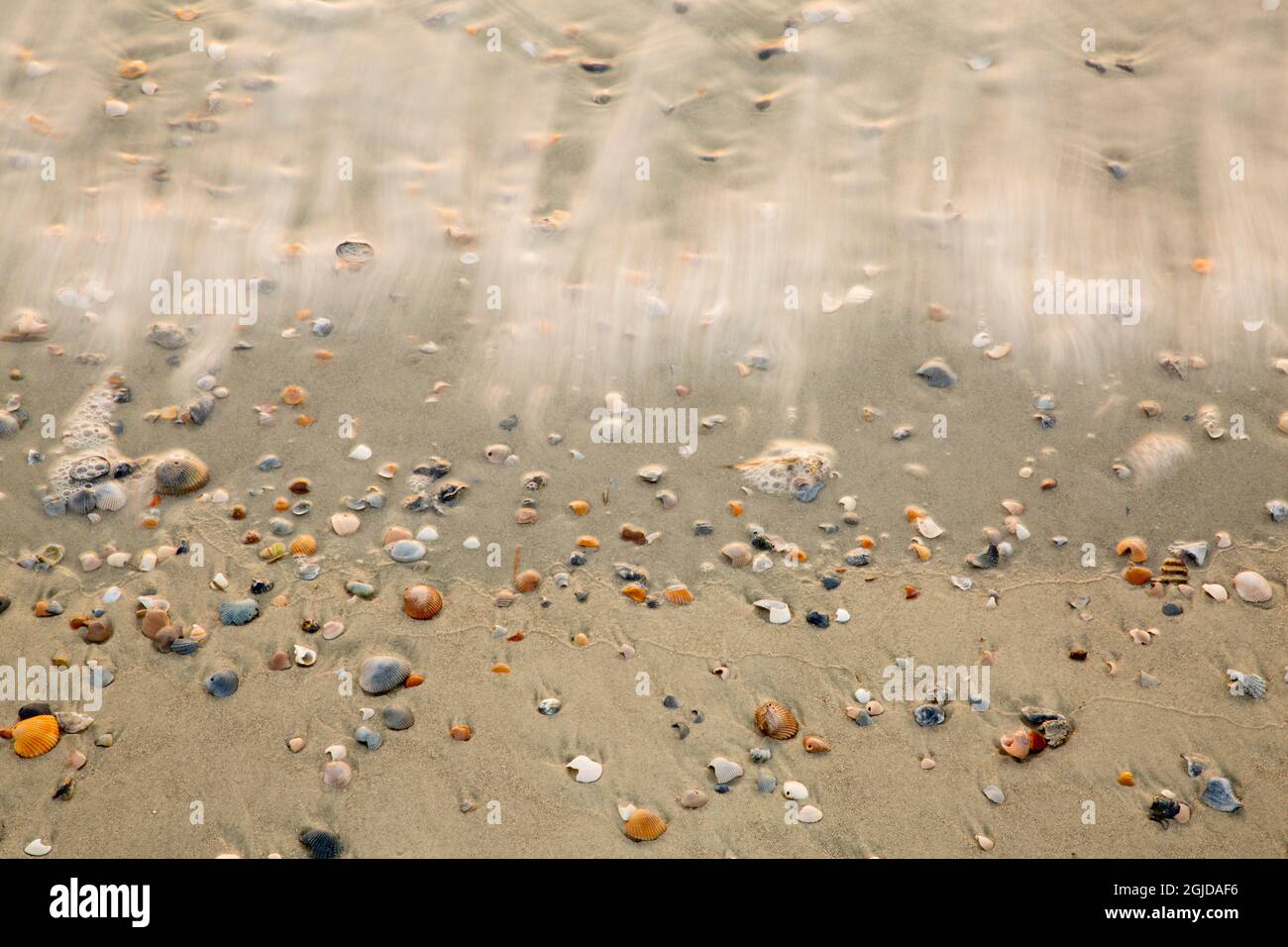 USA, Georgia, Tybee Island. Small shells washed up along shore line ...
