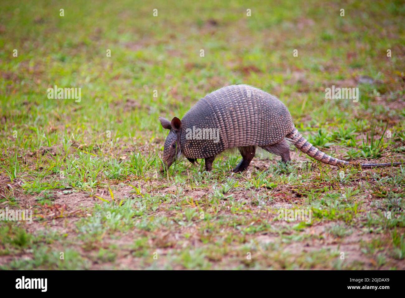 Dasypus novemaintus hi-res stock photography and images - Alamy