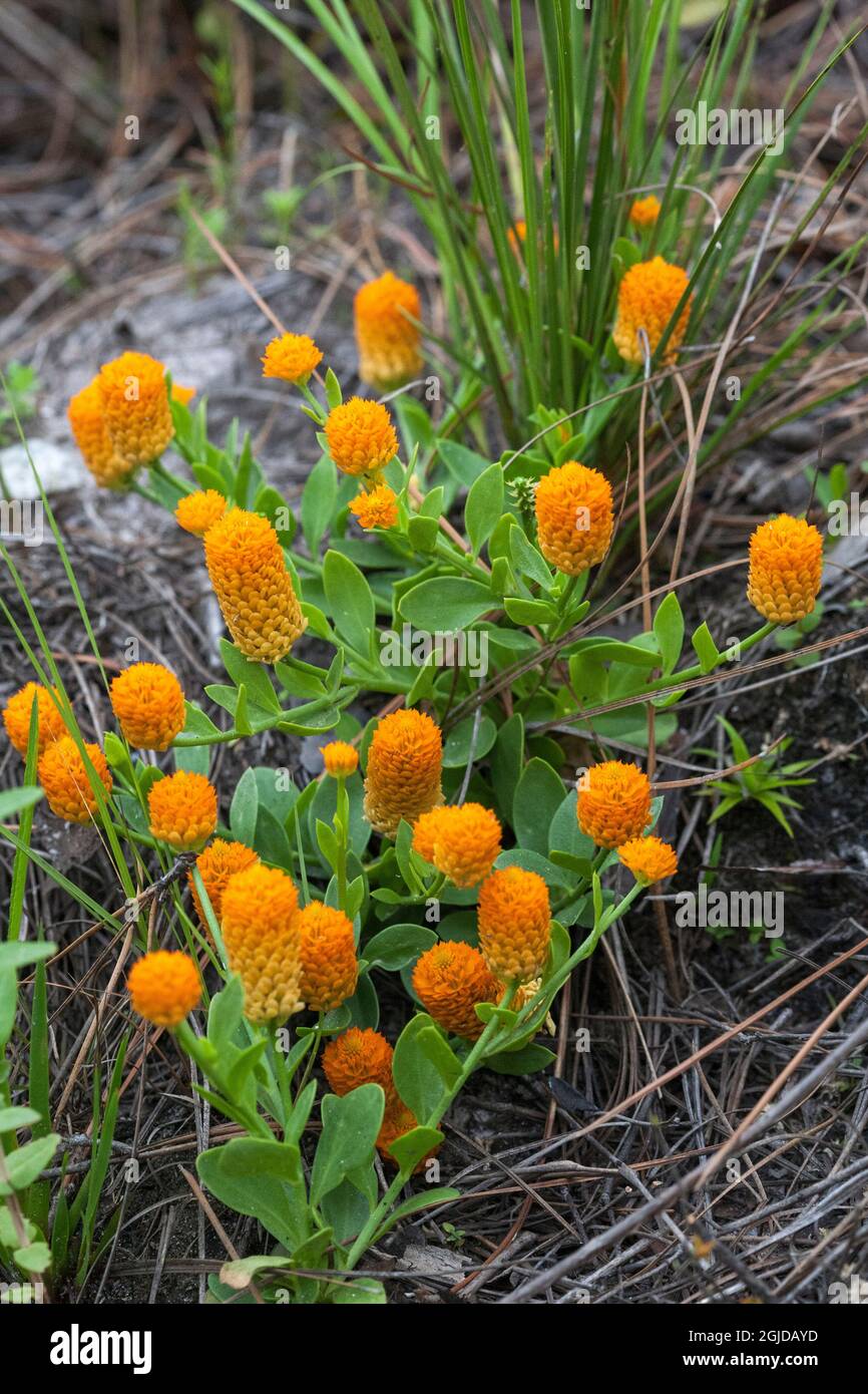 Flower roots hi-res stock photography and images - Alamy