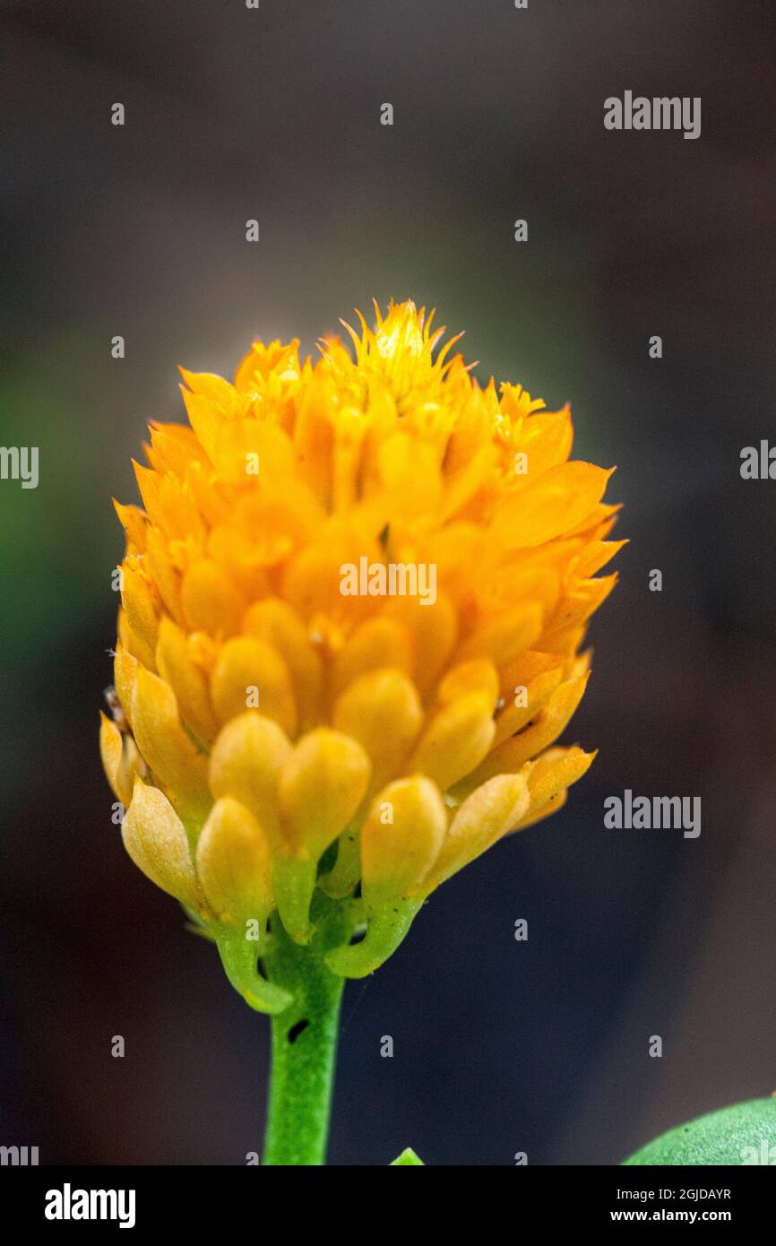 Candy root flower. Roots smell like wintergreen Stock Photo - Alamy