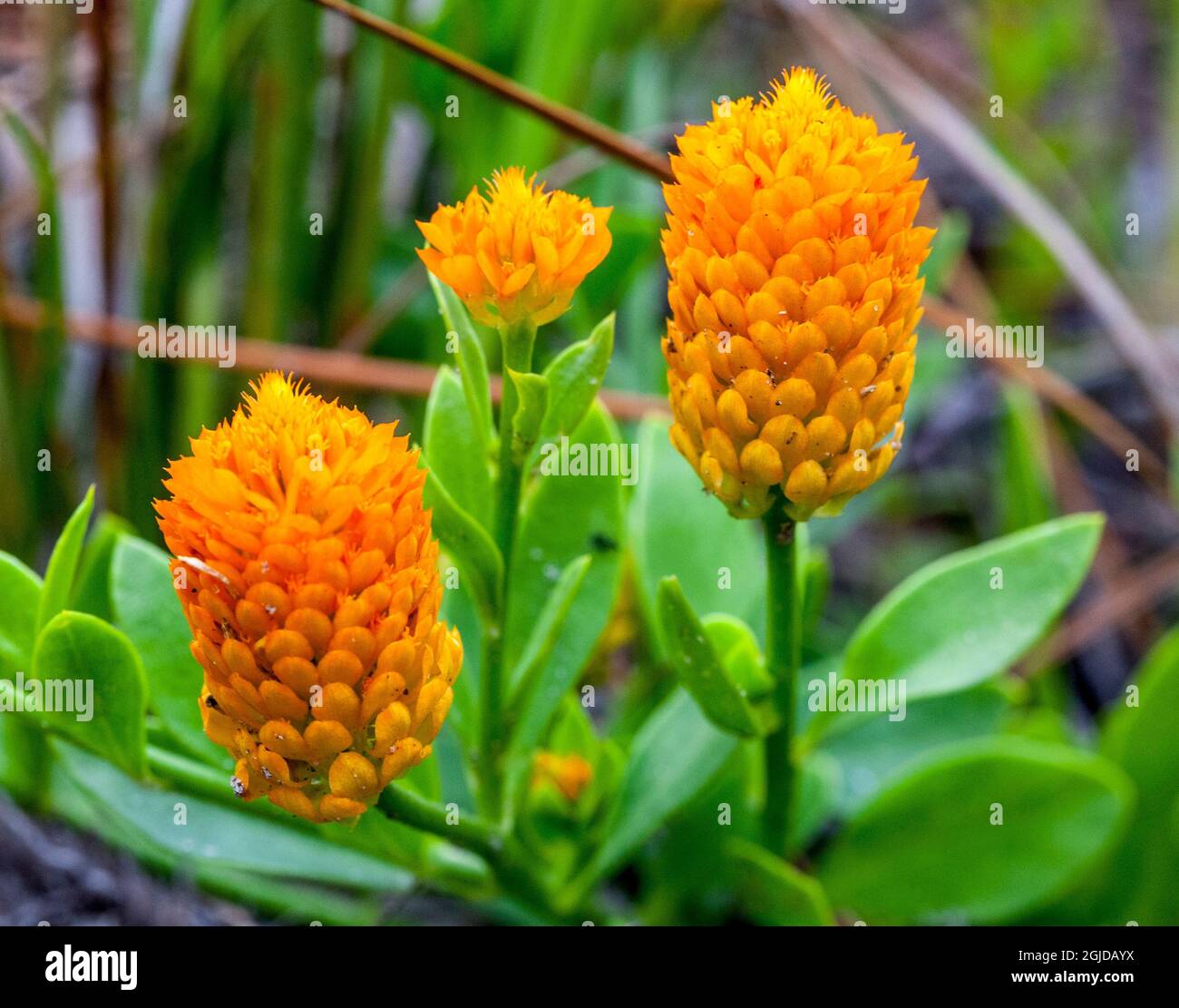 Flower roots hi-res stock photography and images - Alamy