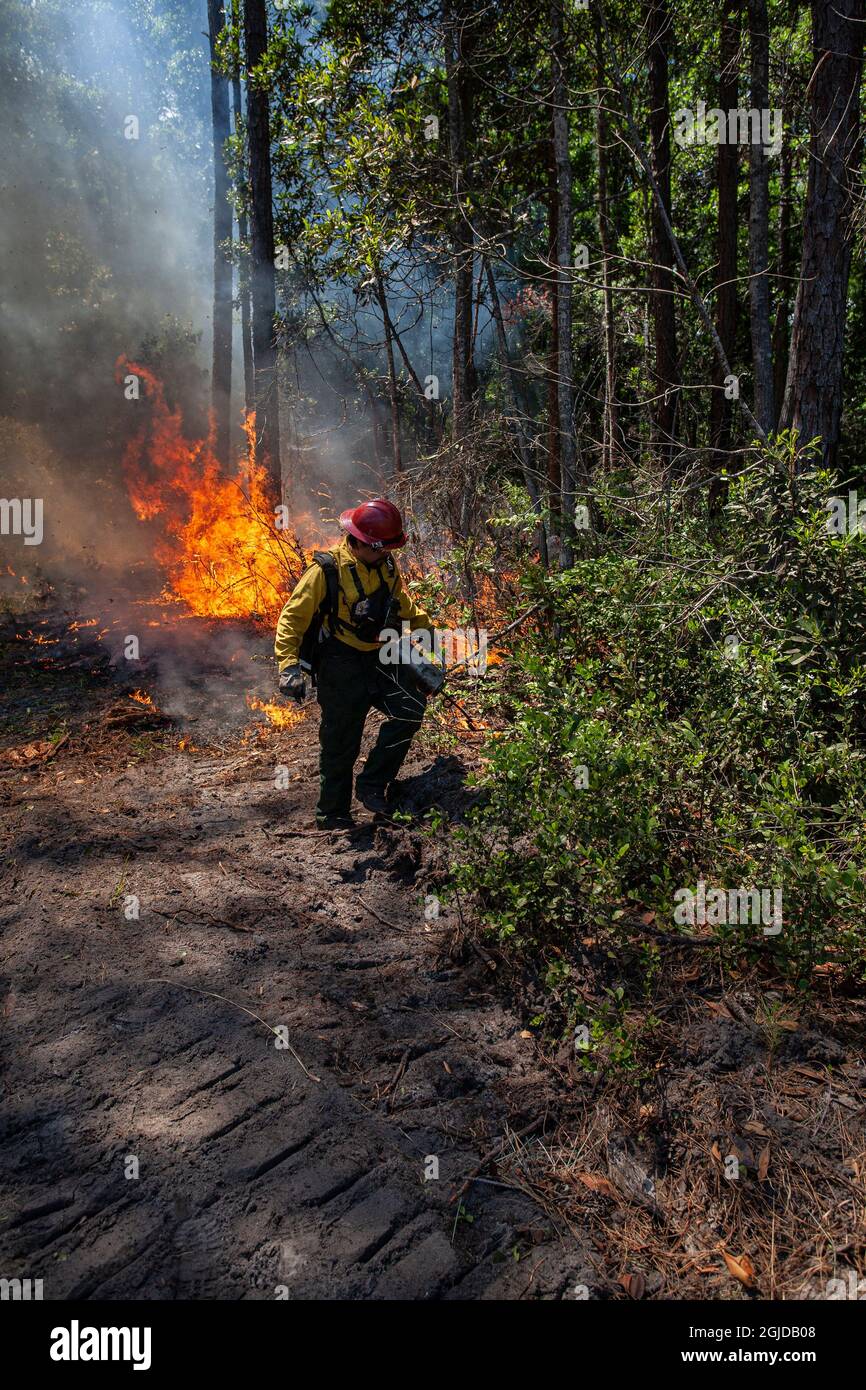 Firefighter uses a drip-torch to ignite a backfire to fight a blaze ...