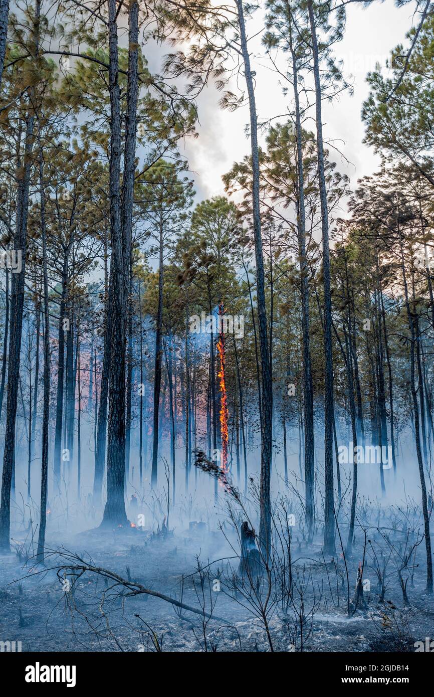 Forest fire, mostly smoke Stock Photo - Alamy