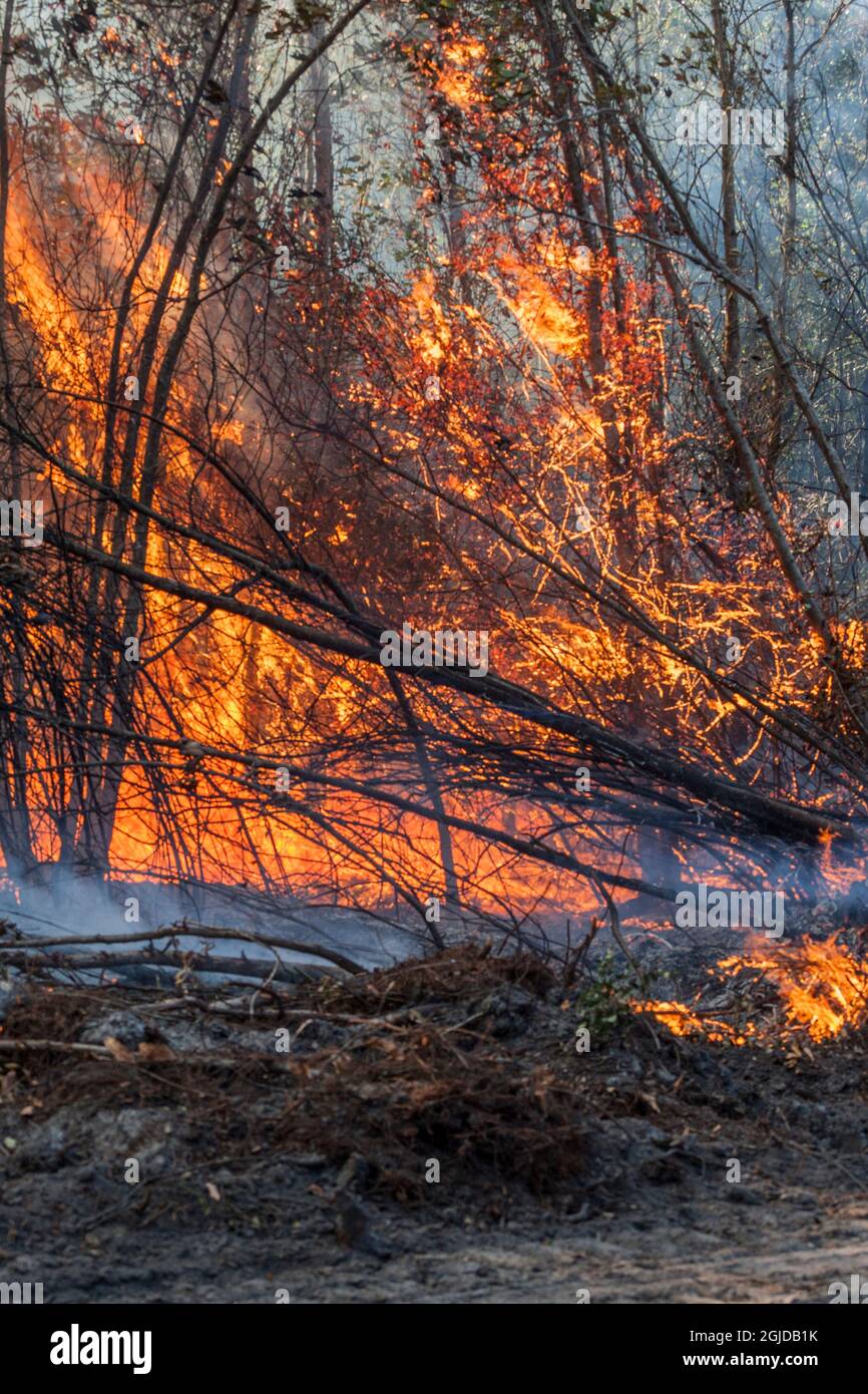 Forest fire flames Stock Photo - Alamy