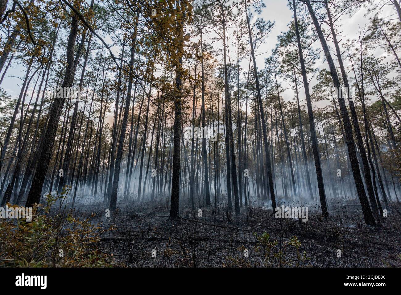 Aftermath of a forest fire Stock Photo - Alamy