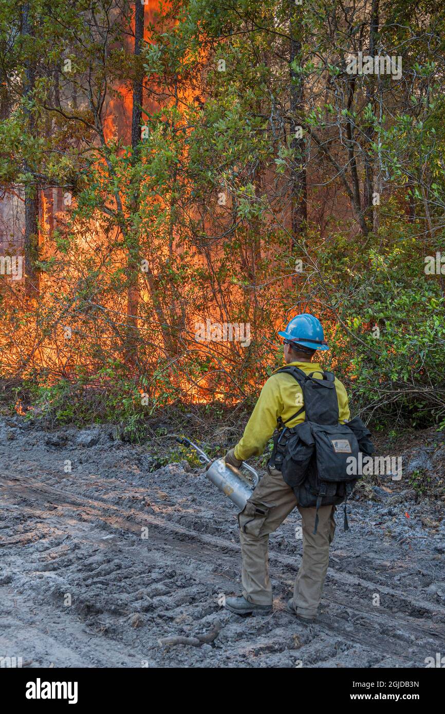 Intense heat produced by a forest fire, as firefighter looks on Stock ...