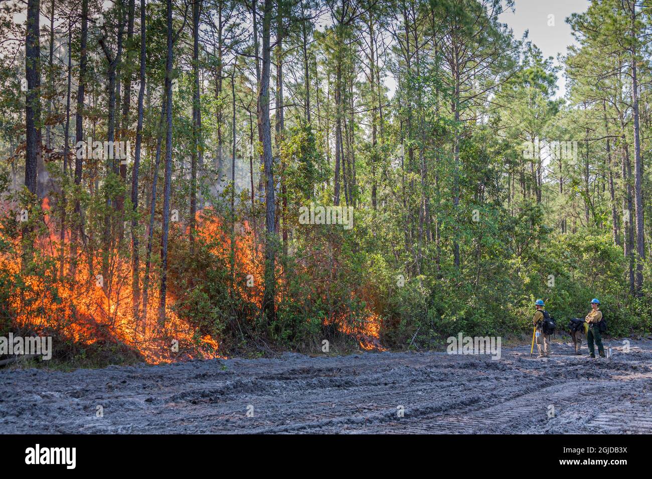 Intense heat produced by a forest fire Stock Photo - Alamy
