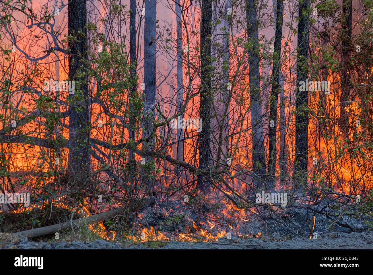 Intense heat produced by a forest fire Stock Photo - Alamy