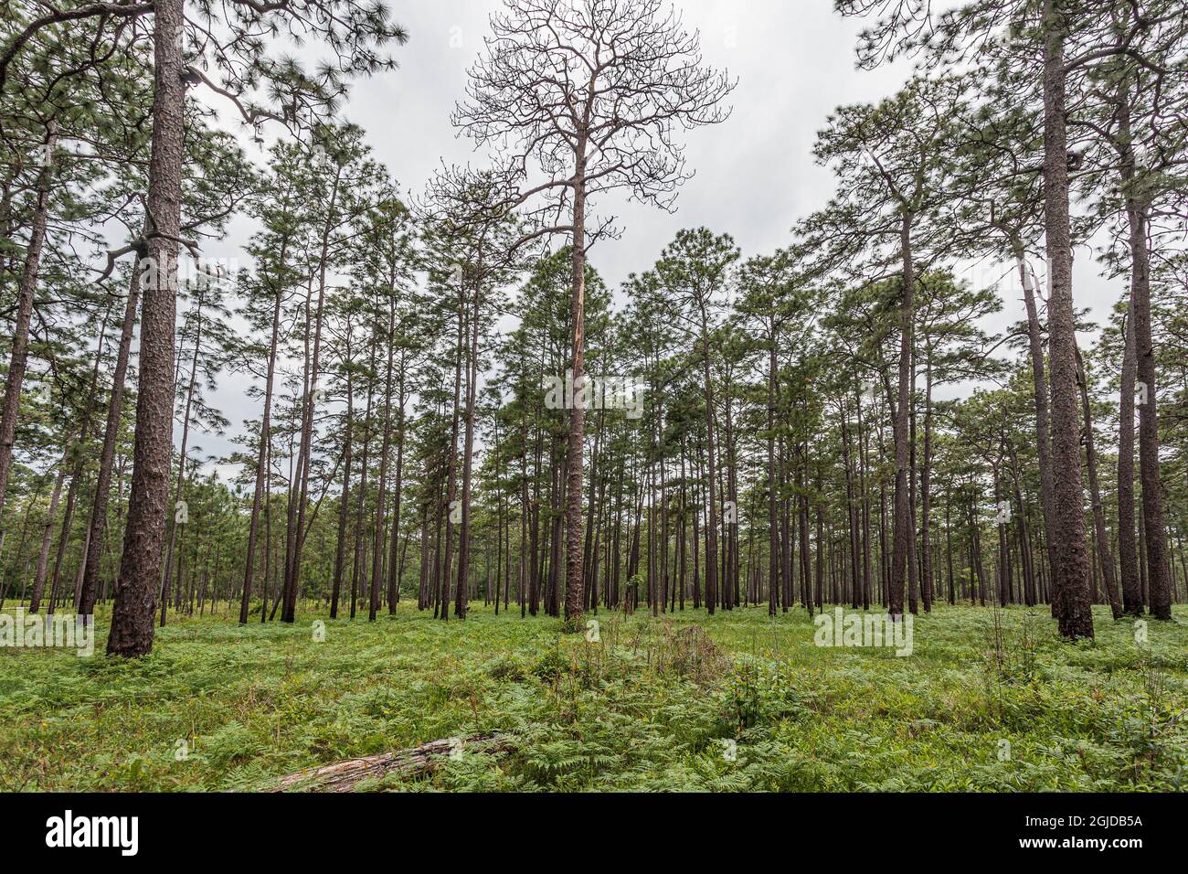 A longleaf pine stand in southern Georgia Stock Photo - Alamy