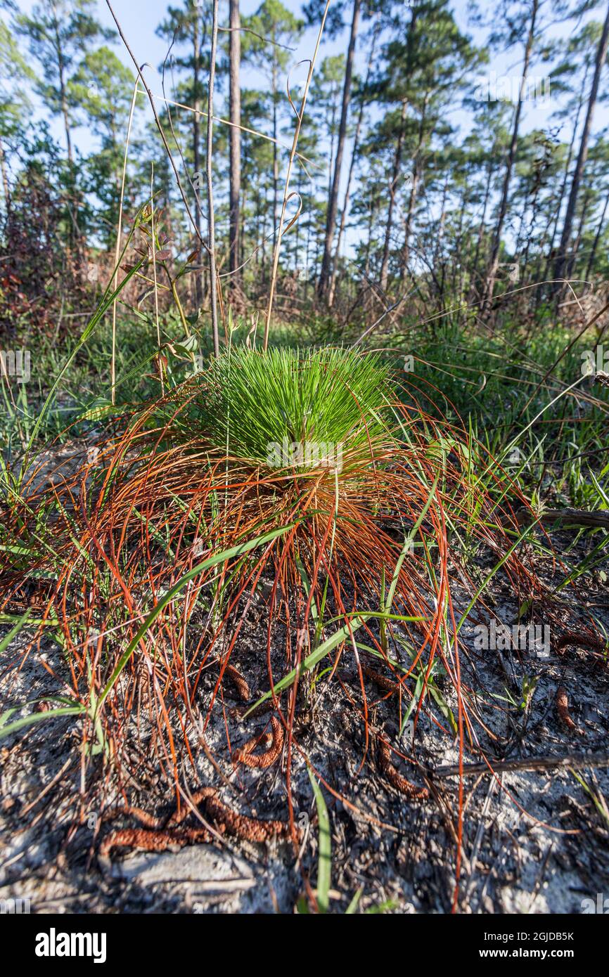 A seedling longleaf pine Stock Photo - Alamy