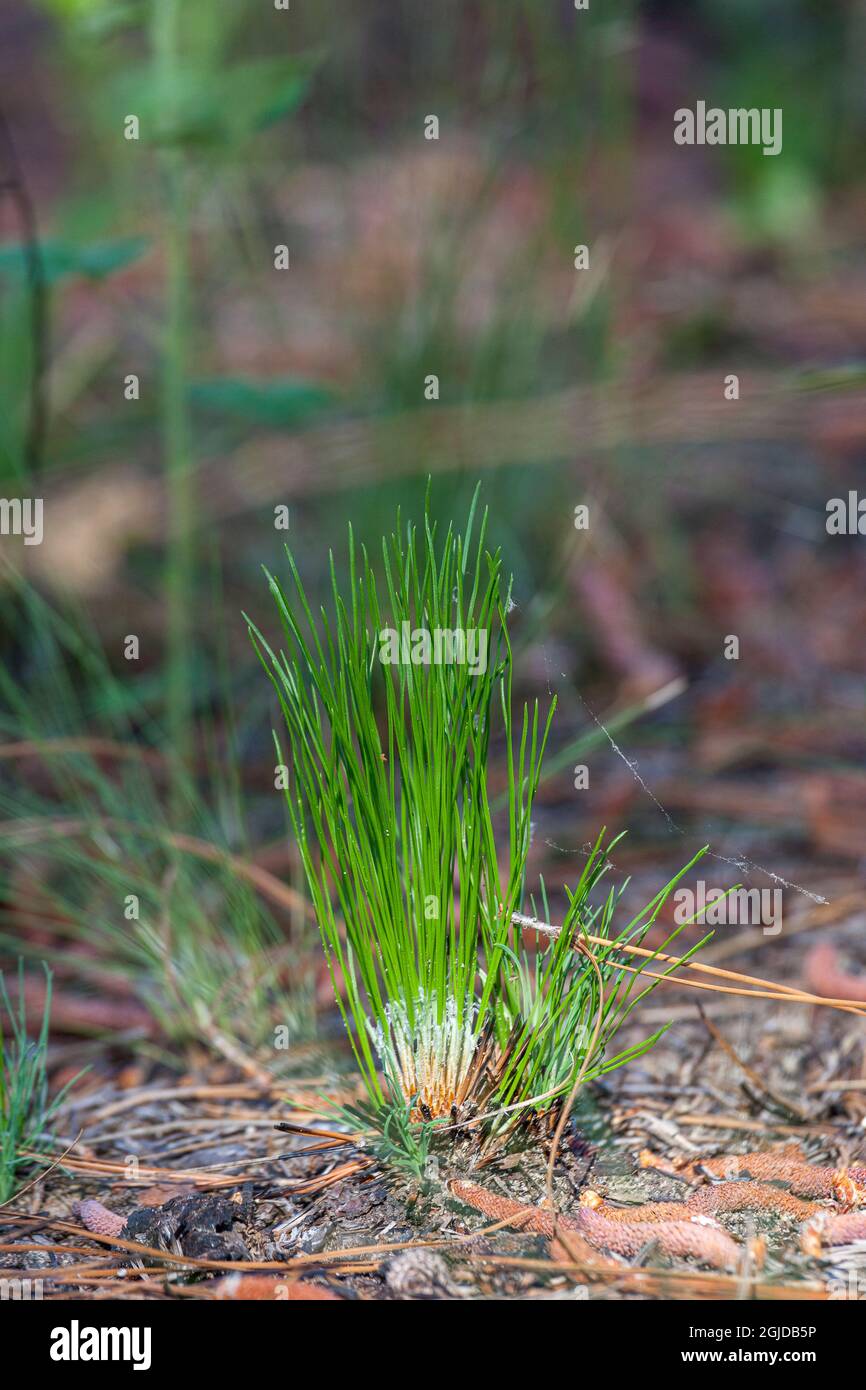 A longleaf pine seedling Stock Photo - Alamy
