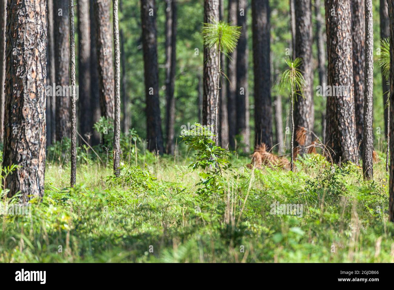 A longleaf pine stand in southern Georgia Stock Photo - Alamy