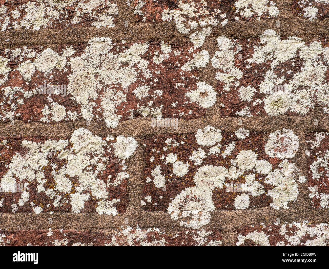 Lichens on bricks used as sidewalk, Savannah, Georgia Stock Photo - Alamy